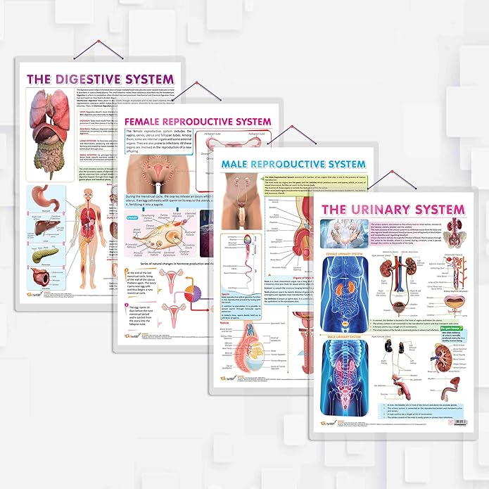 THE URINARY SYSTEM, MALE REPRODUCTIVE SYSTEM, FEMALE REPRODUCTIVE ...