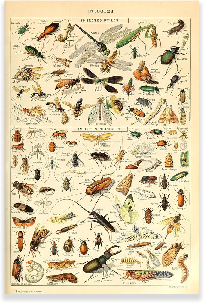Amazon.com: Vintage Insect - Entomology Identification Reference Chart ...