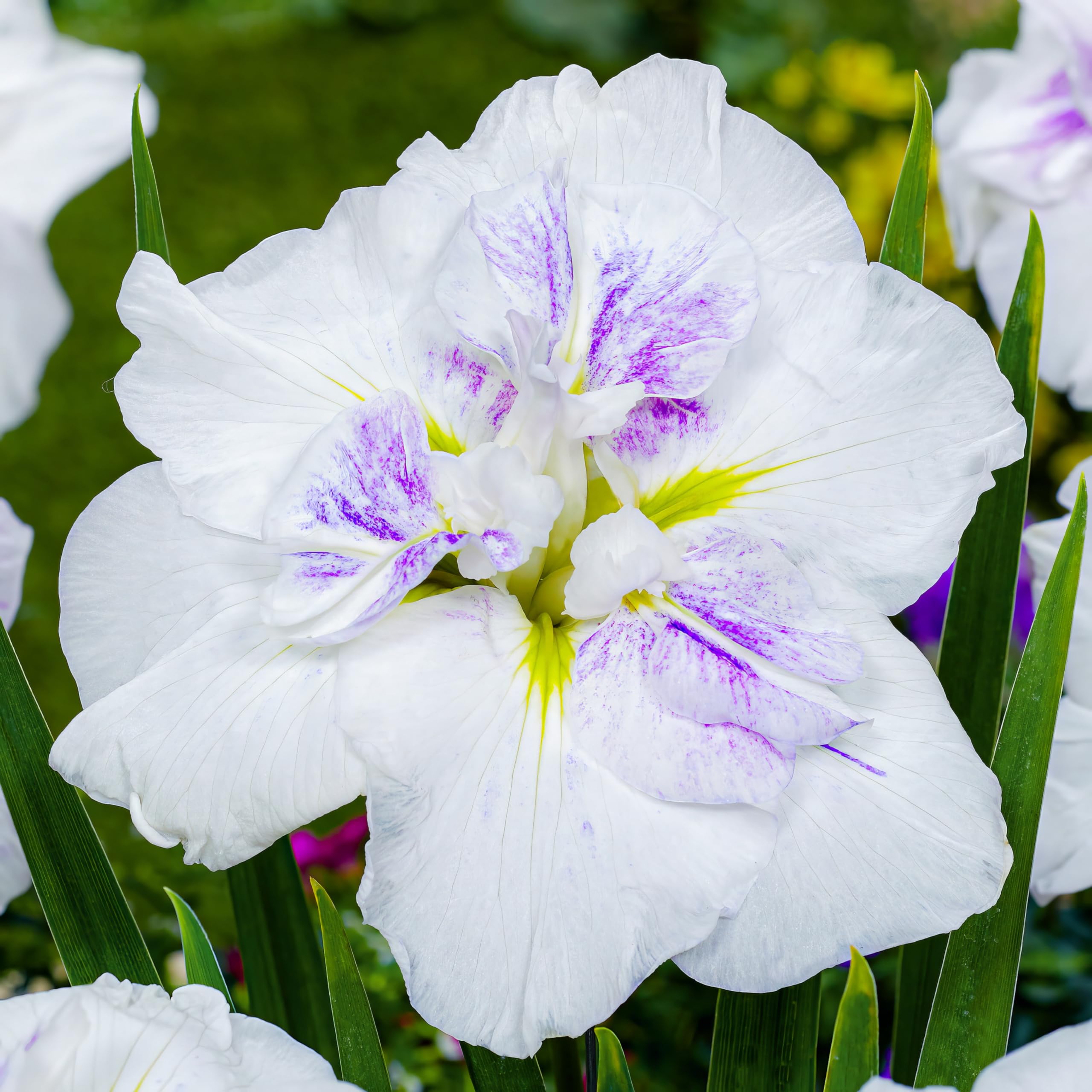 Japanese Iris Perennials Flowers