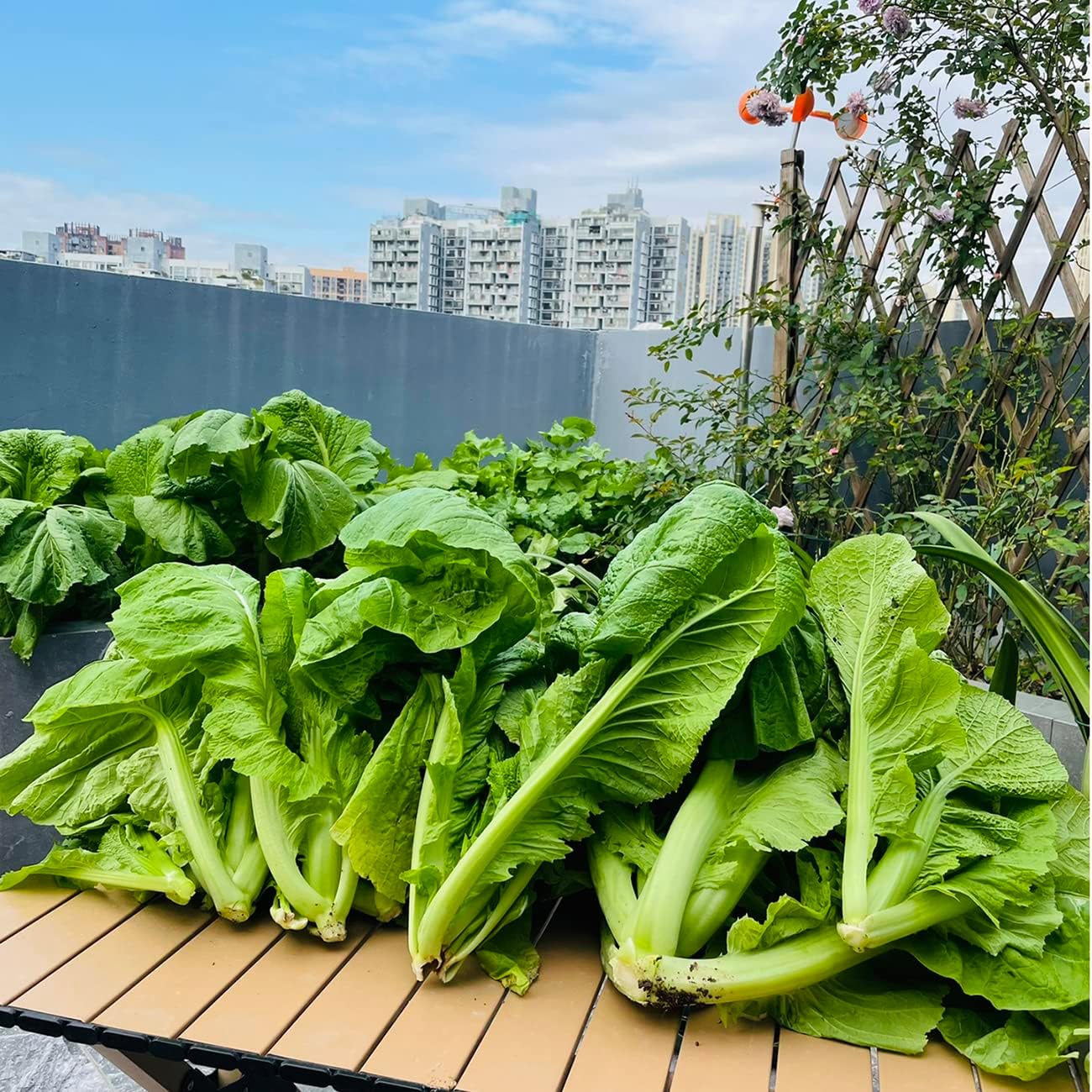 Amazon.com : 4000+ Florida Broadleaf Mustard Seeds for Planting ...