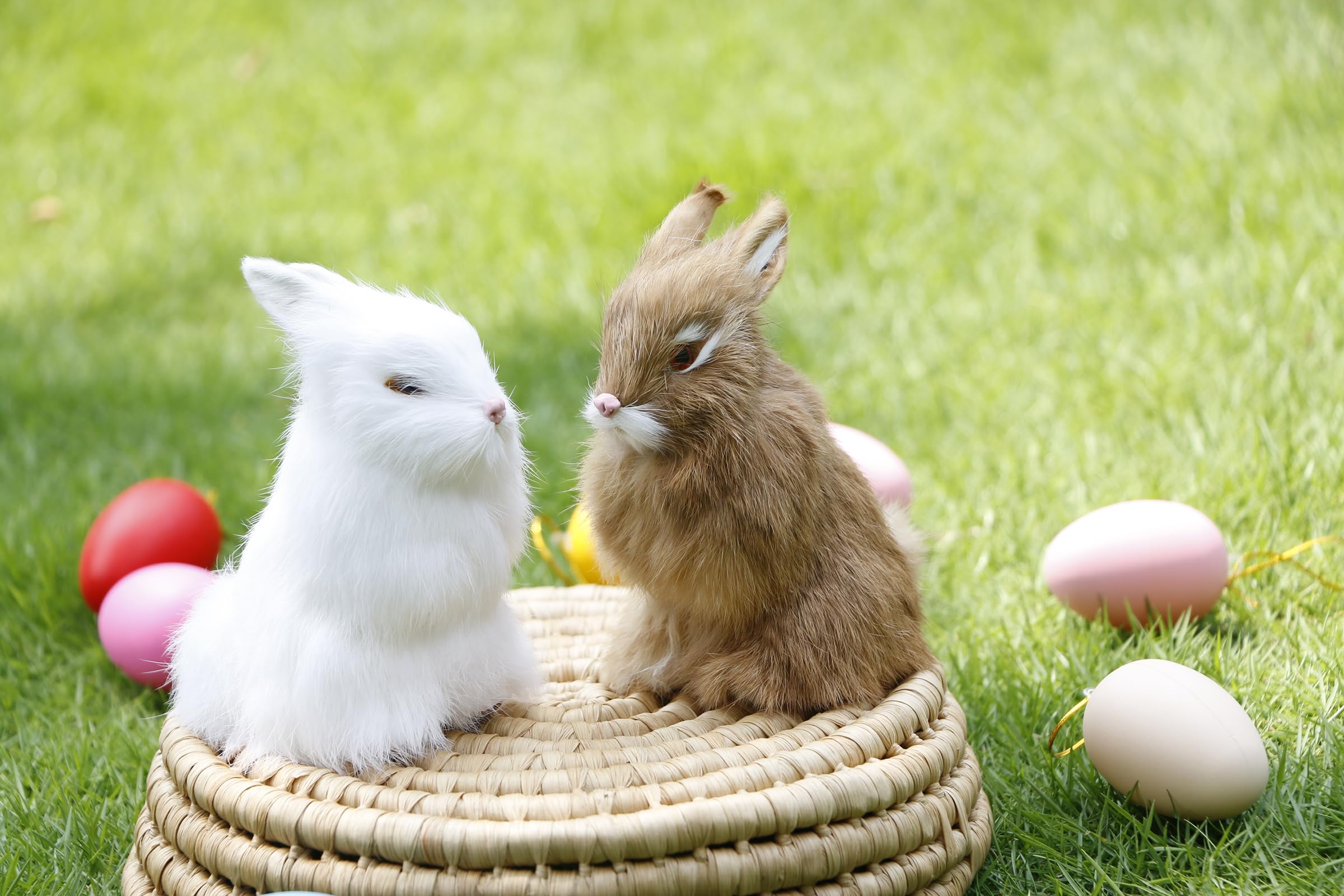 Real Easter Bunny Images