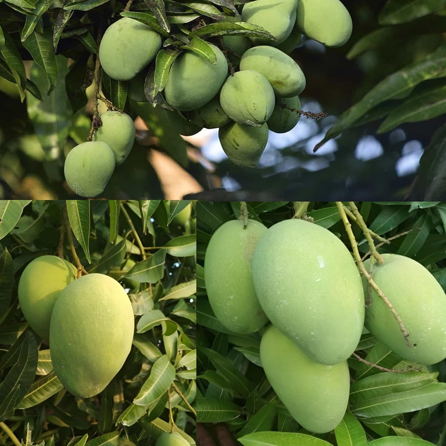 Dejestqoo Combo 2 Banganapalli Mango Tree Hybrid (Height-2-3 Feet) Live ...