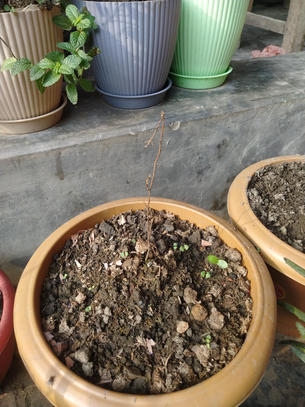 Growing Plants Live Plant Lemon Seedless All Season Container Suitable ...