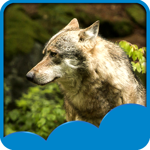 Wolf Live Wallpapers - App on Amazon Appstore