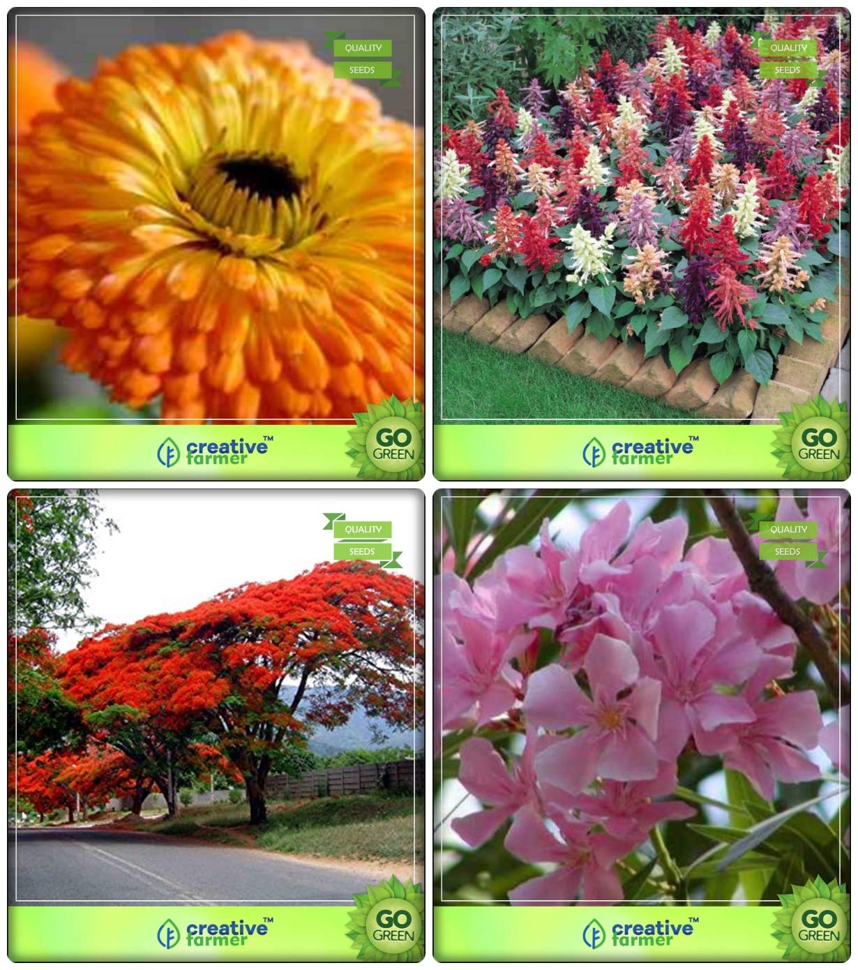 Buy Creative Farmer Seeds Garden Combo Tree Seeds : Flame Tree, Nerium ...