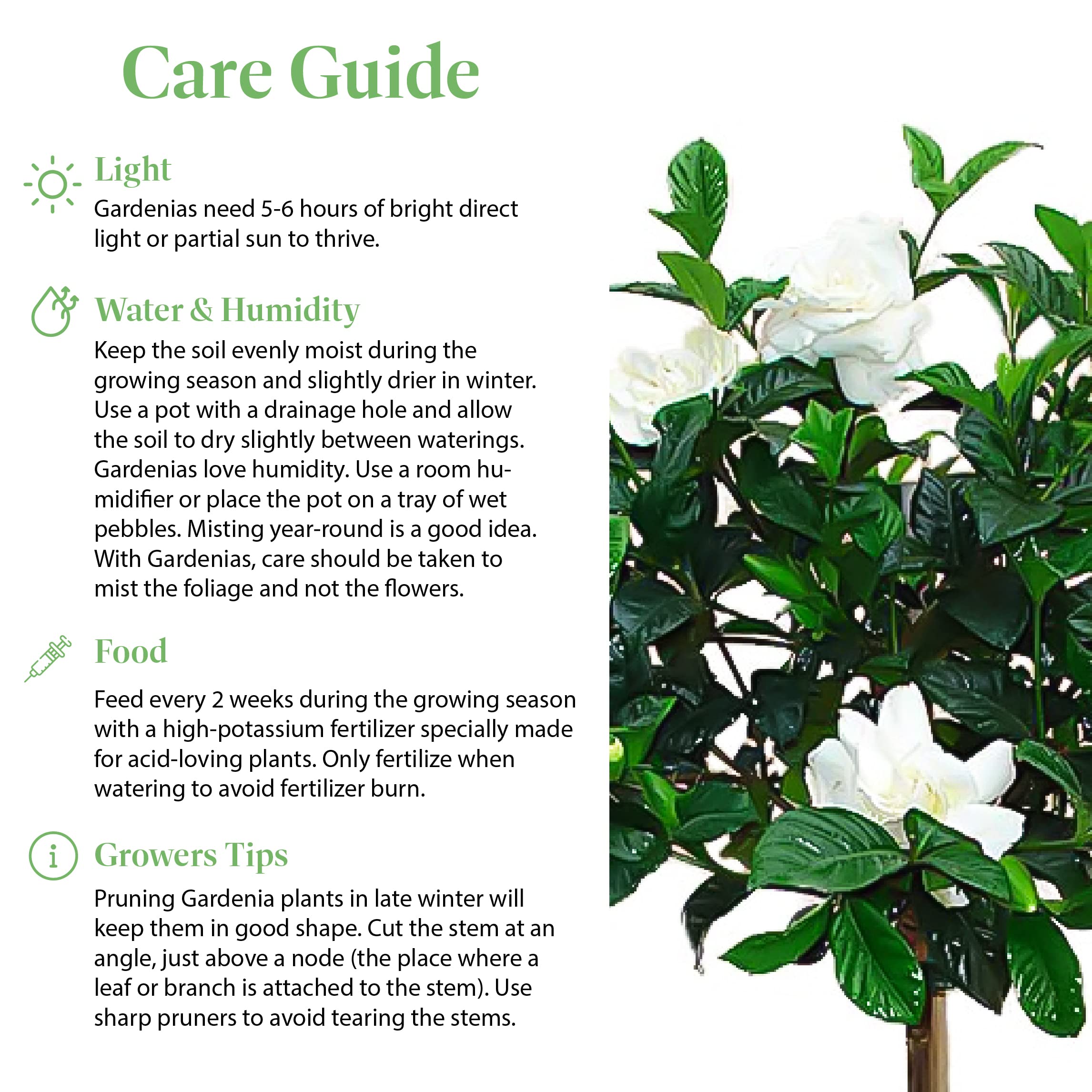 Gardenia Guide How To Take Care Of A Gardenia Plant