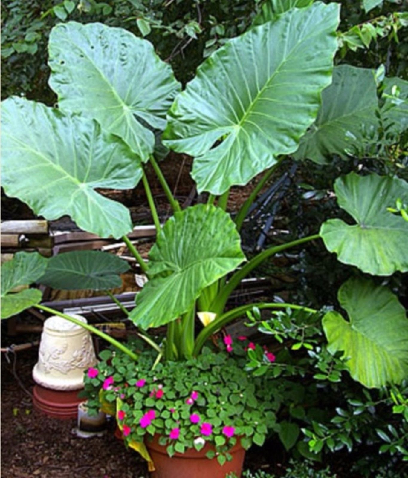 Malanga Planta Malanga