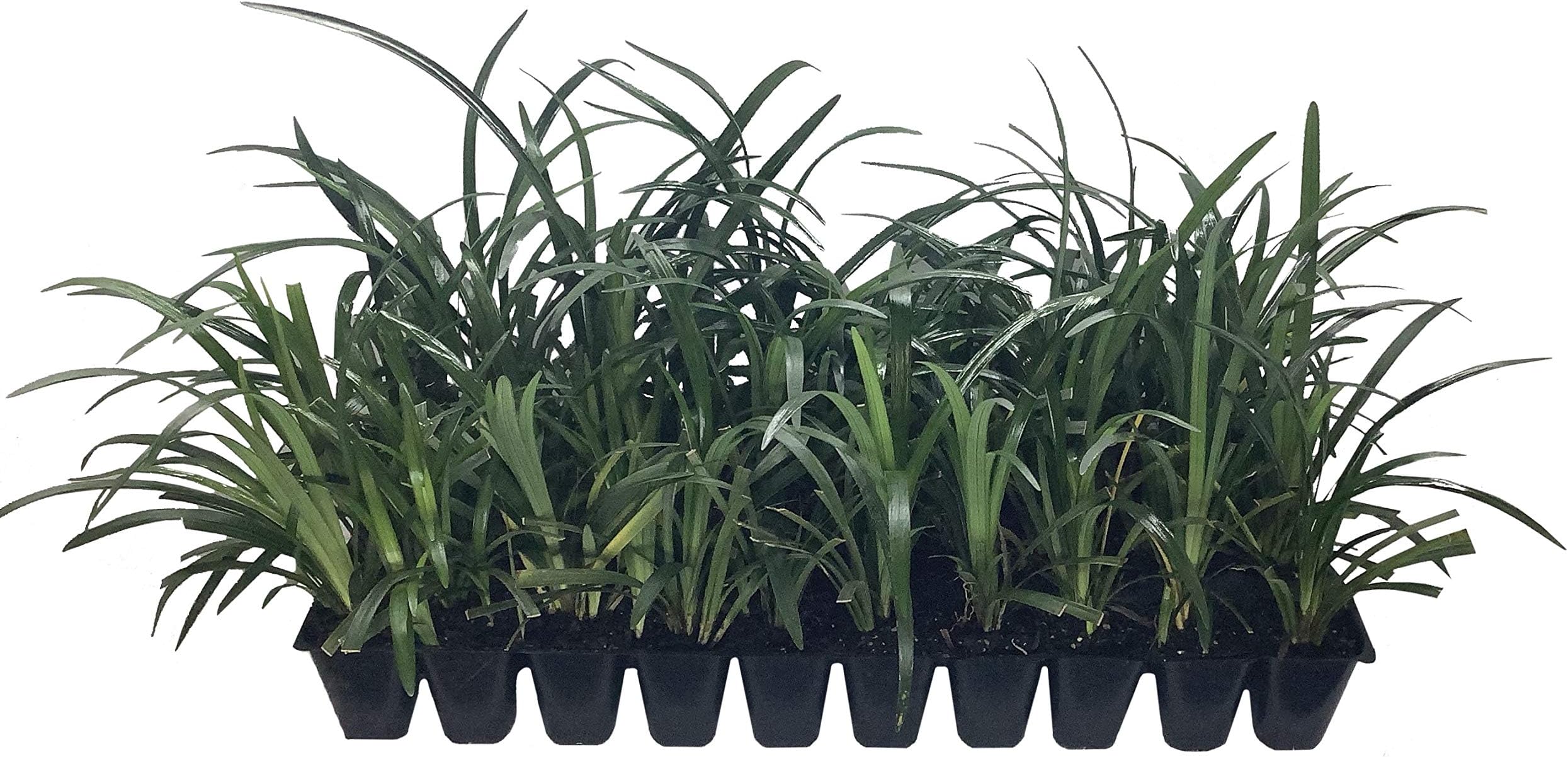 Amazon.com : 50 Monkey Grass Plants, Liriope, Bare Root Plants ...