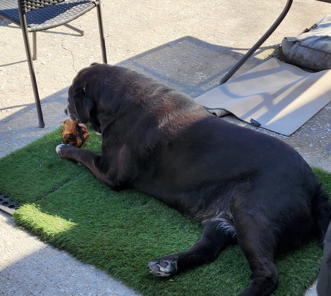 $8/mo - Finance GOLDEN MOON Turf Grass, Artificial Grass, Tile ...