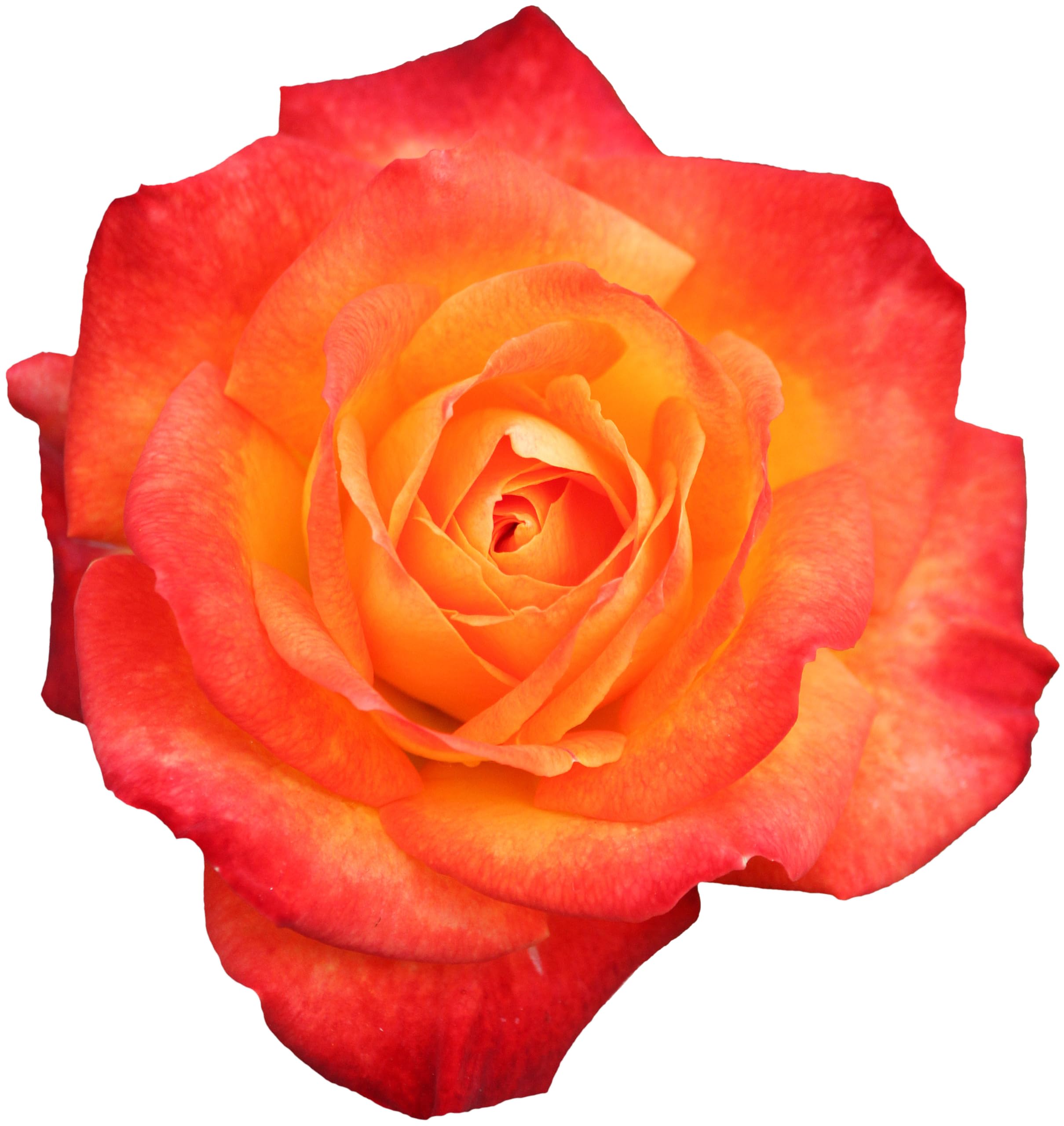 Hybrid Tea Rose Plant - 'Remember Me' - 1 x Full Plant in a 5 Litre Pot ...