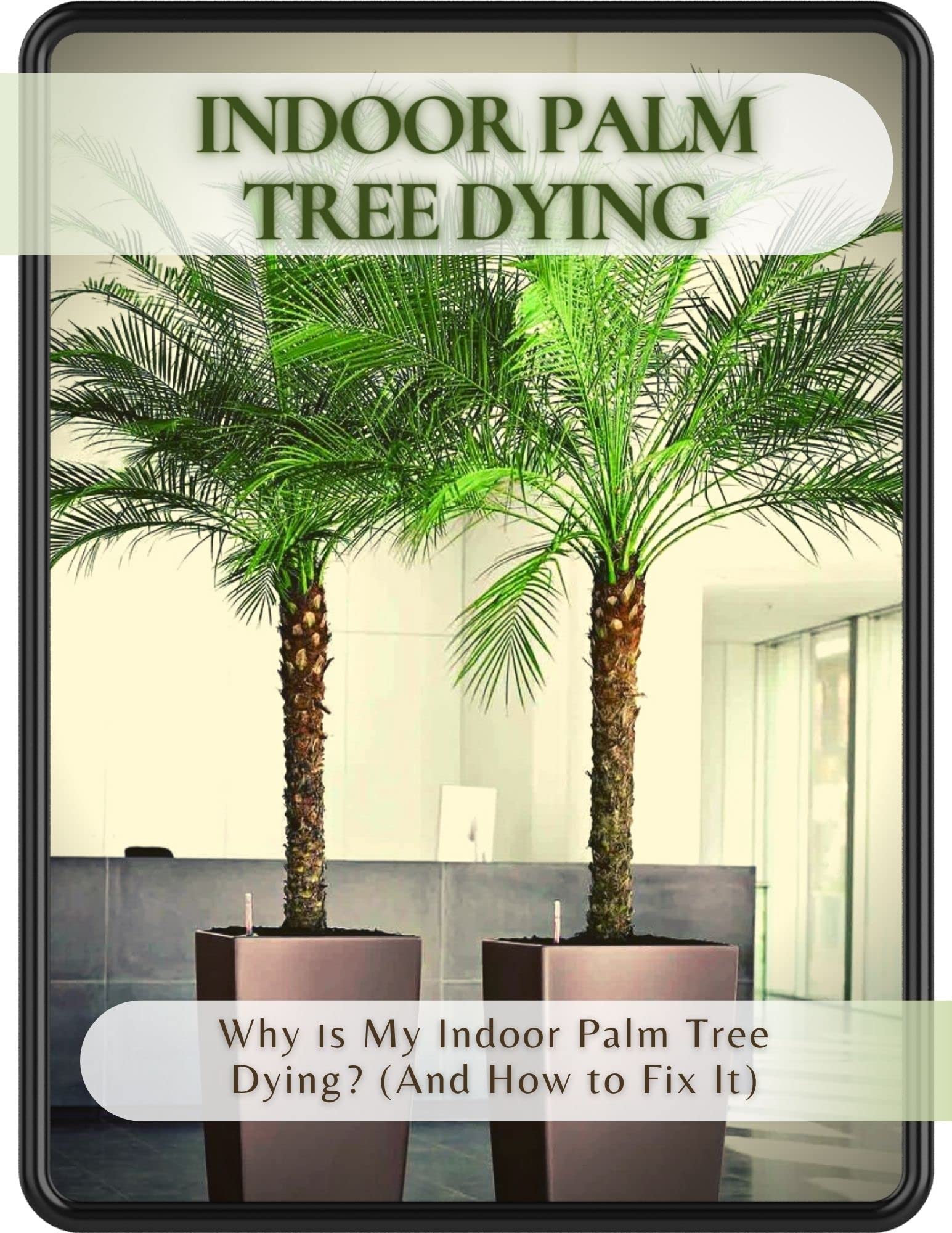 Buy Indoor Palm Tree Dying Why s My Indoor Palm Tree Dying And How buy-indoor-palm-tree-dying-why-s-my-indoor-palm-tree-dying-and-how