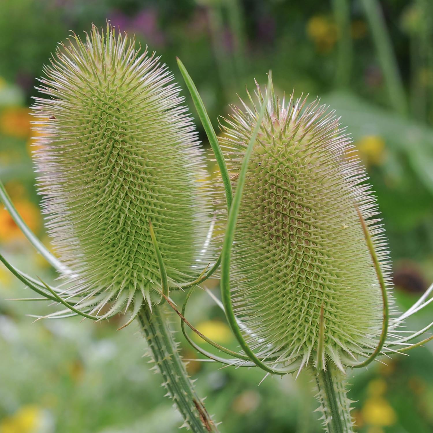 Outsidepride Teasel Seeds - 1000 Pcs. Biennal, Low Maintenance ...