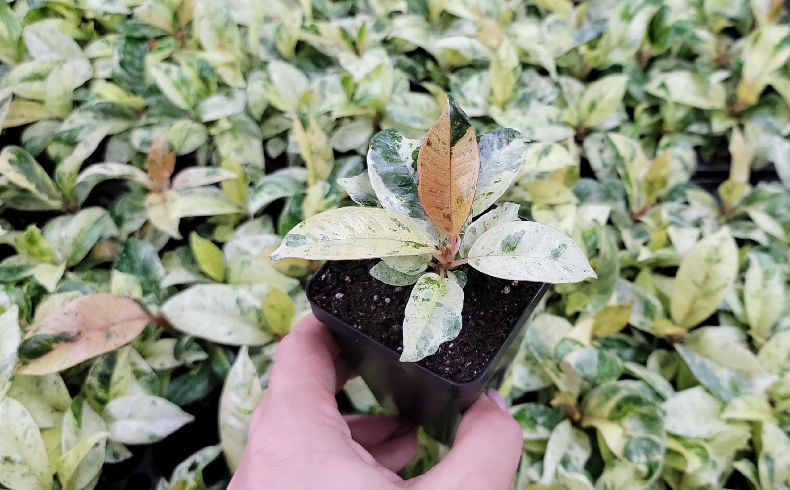 Amazon.com : Rare Ficus Shivereana Moonshine Rubber Plant Live Indoor ...