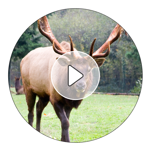 Elk Sounds And Ringtones - App on Amazon Appstore