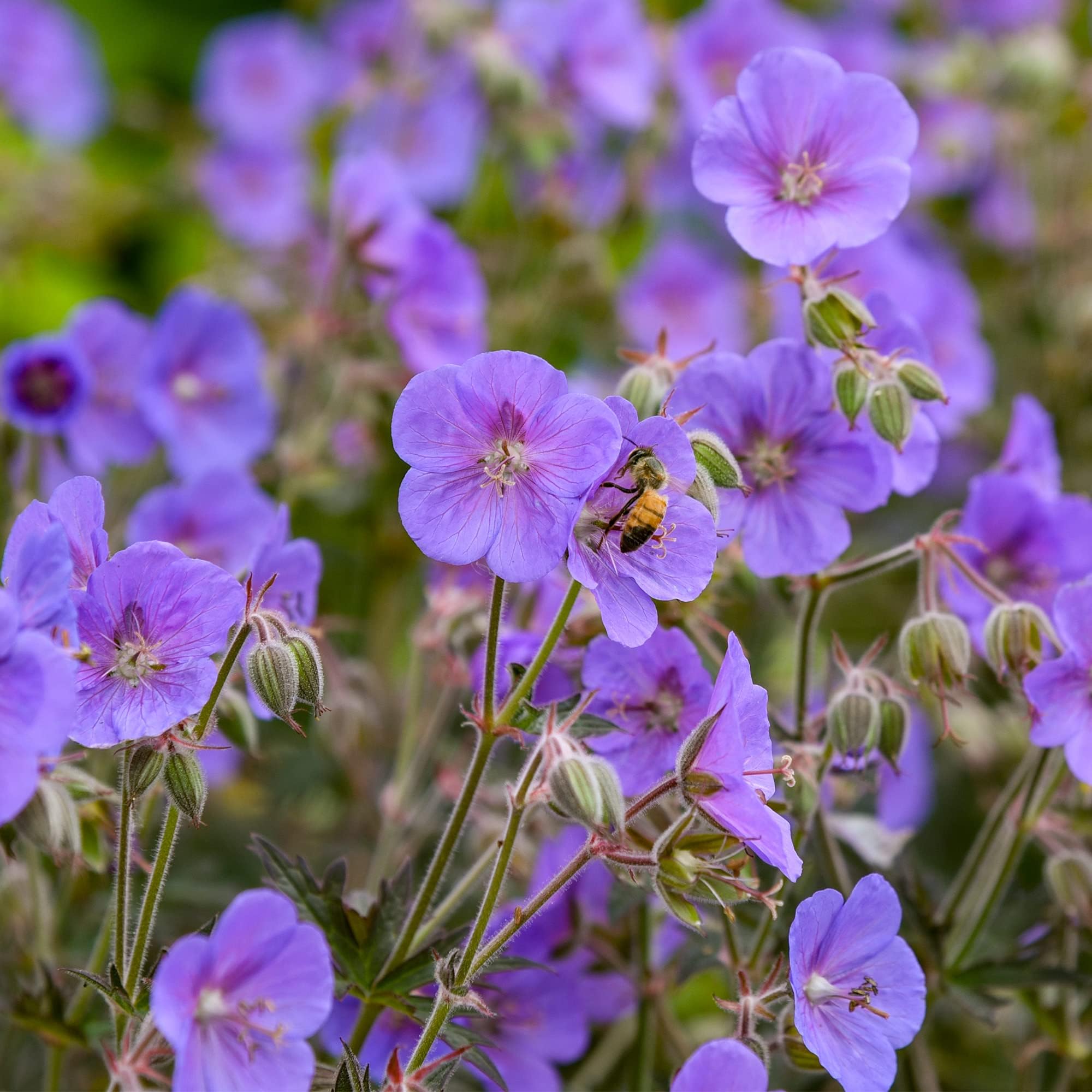 Geranium Hardy Mixed Flower Seeds 20 : Amazon.co.uk: Garden