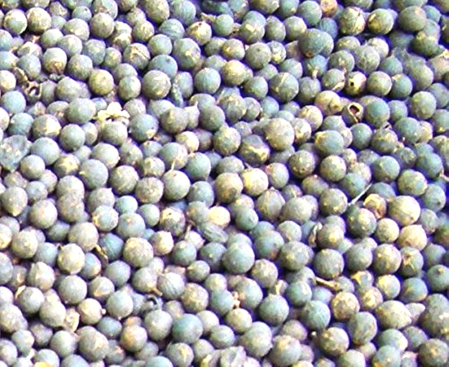 Buy Xetomos BAIBADANG BAIVIDANG VAVDING VAIVIDANG BAIBIDANG VIDANGA ...