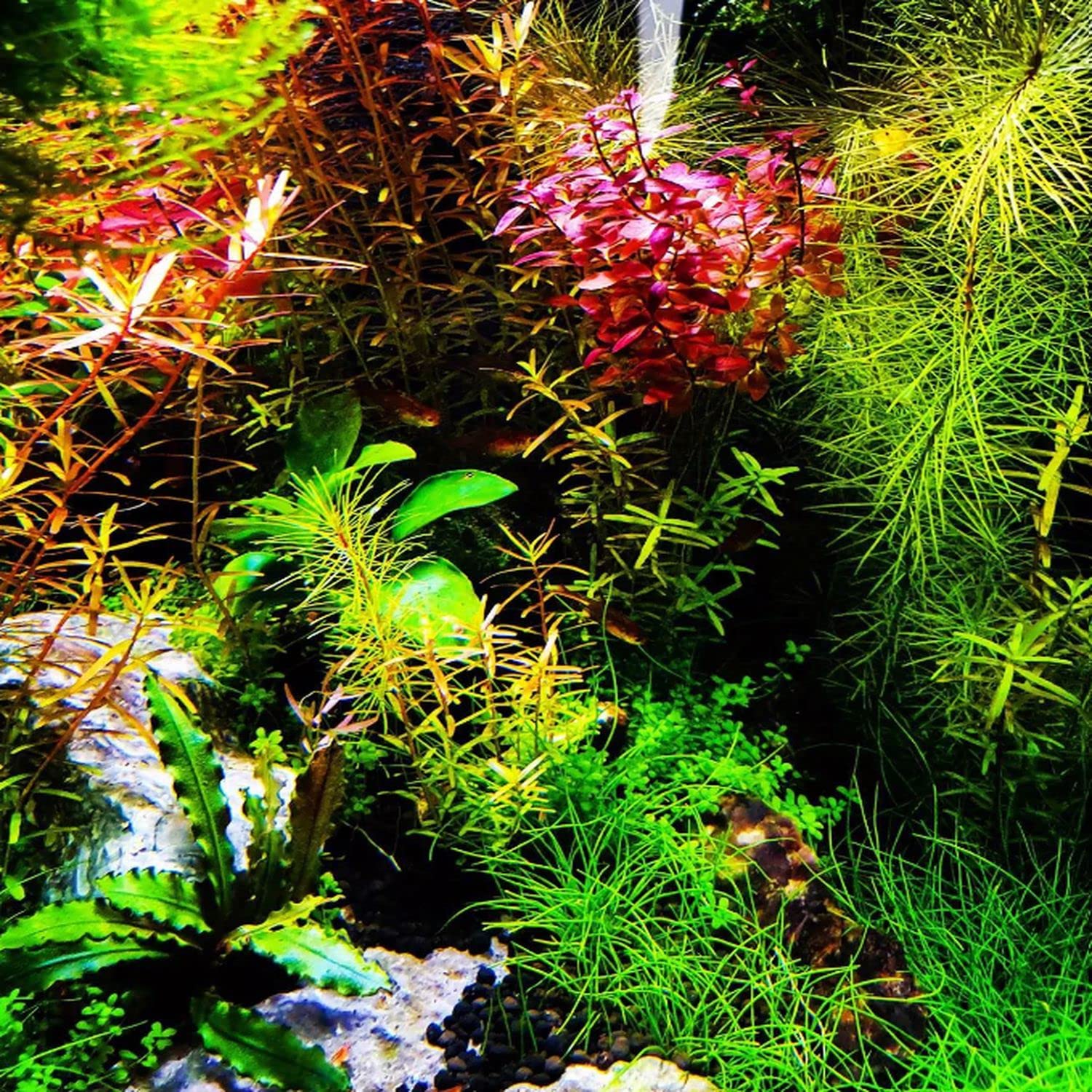 Eleocharis Parvula Dwarf Hairgrass Tropica Aquarium Plant Dwarf