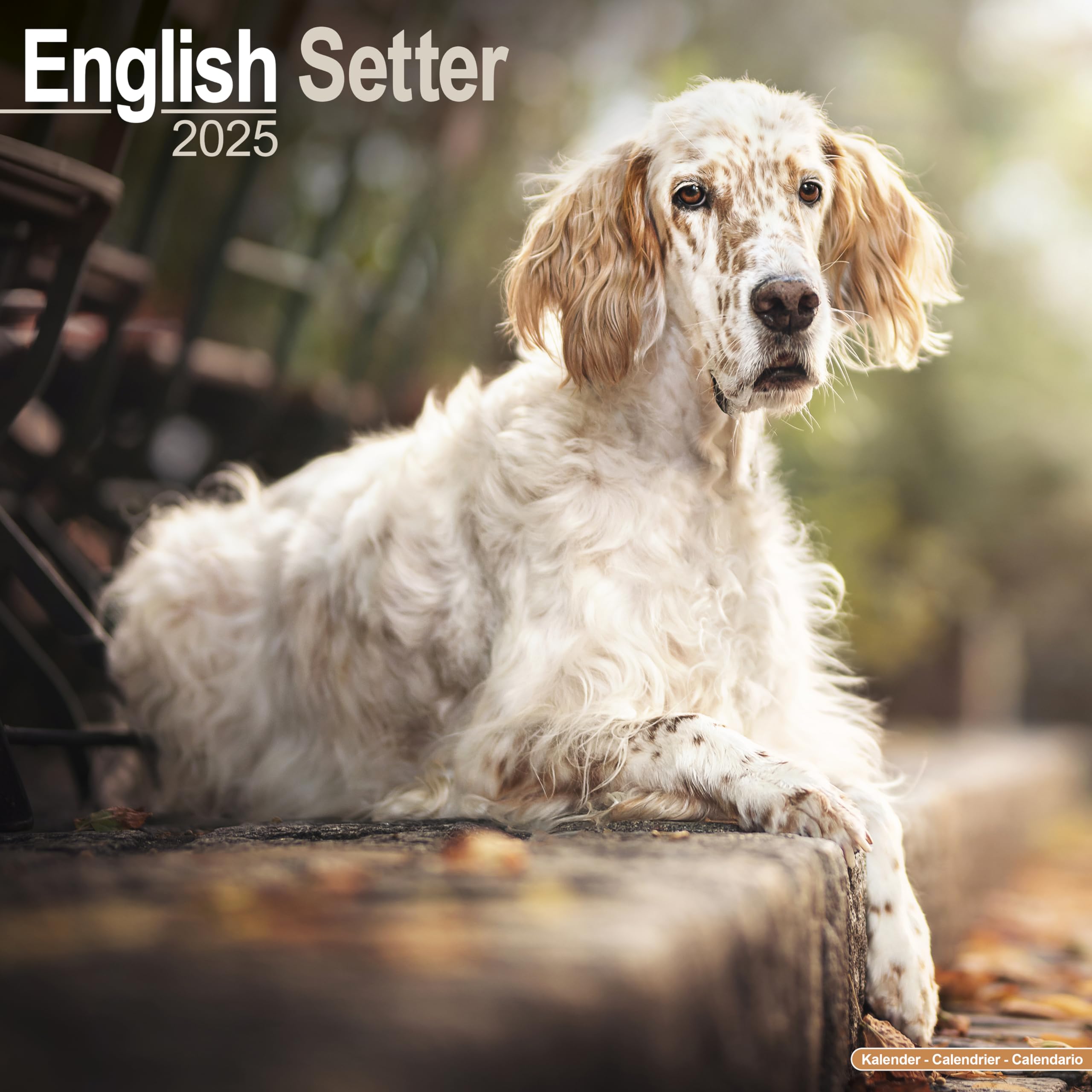 English Setter Calendar 2025 | Square Dog Breed Wall Calendar - 16 ...