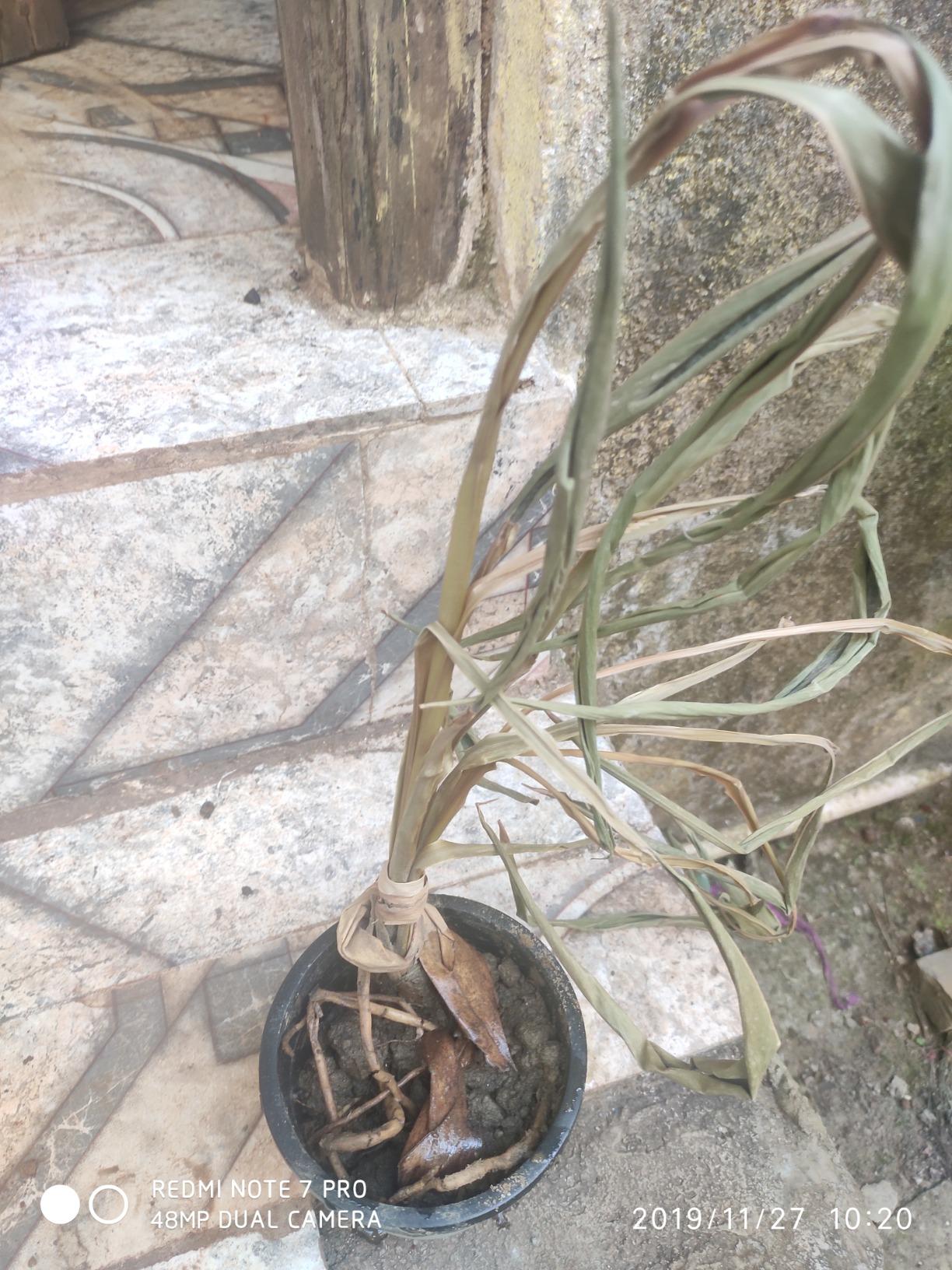 Creative Farmer Tree Healthy Live Plant Lakshmi Taru Plant (Simarouba ...