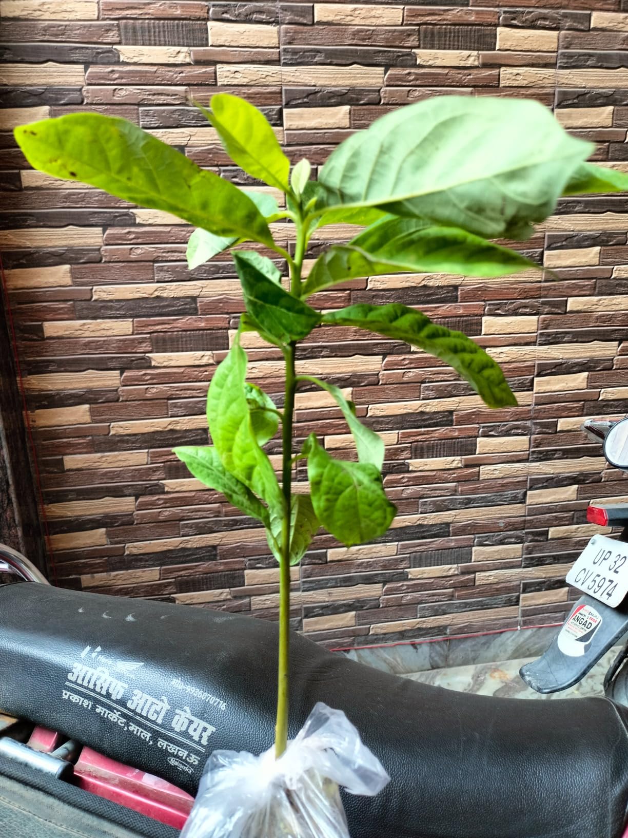 CPEYARE High Yielding "Fuerte Avocado/alligator pear"Clone Type/Grafted ...