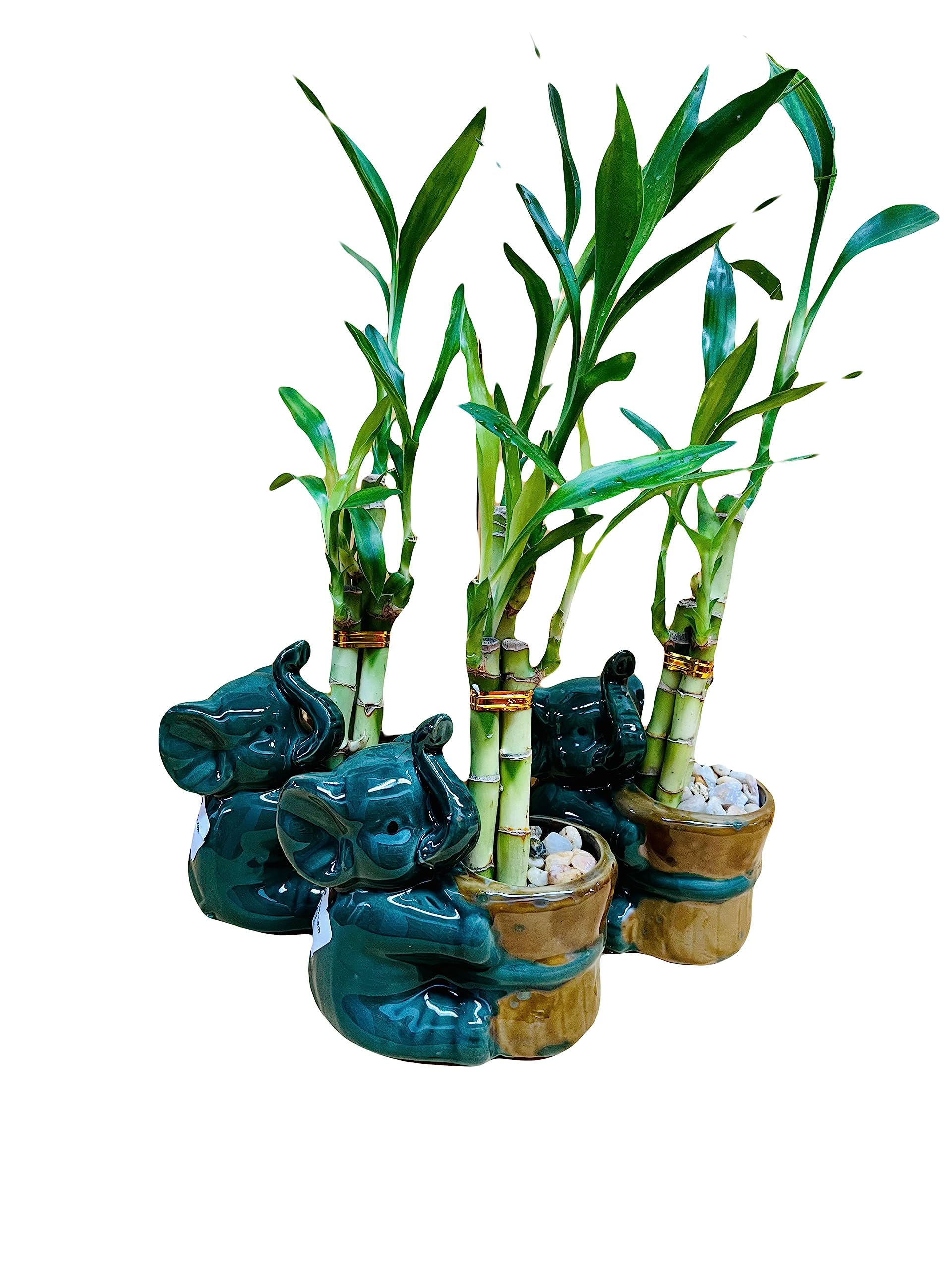 Bamboo Plants In Los Angeles Bamboo | In The Gardens Of The Los