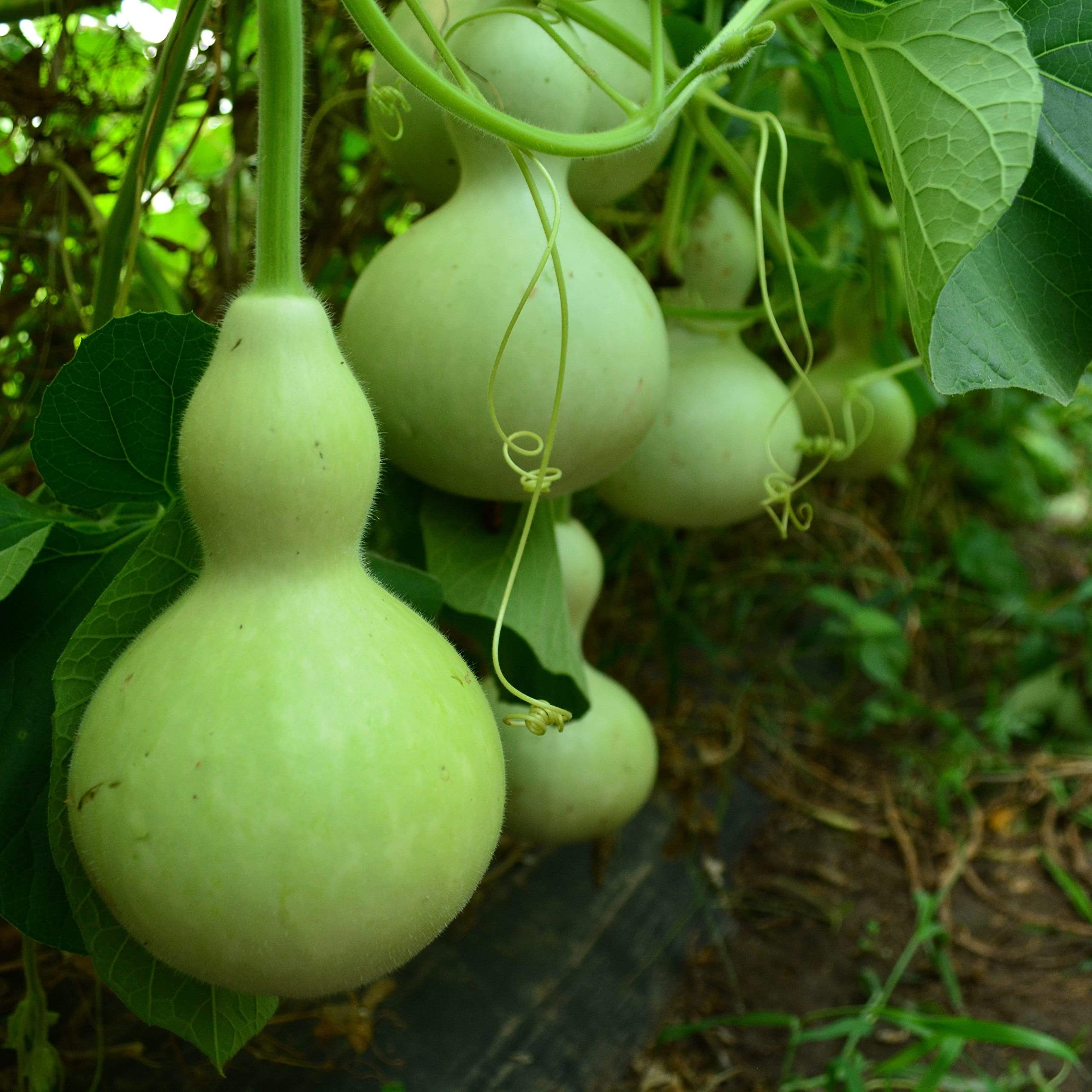 Amazon.com : Birdhouse Gourd - 25 Seeds - Heirloom Bottle Gourd Variety ...