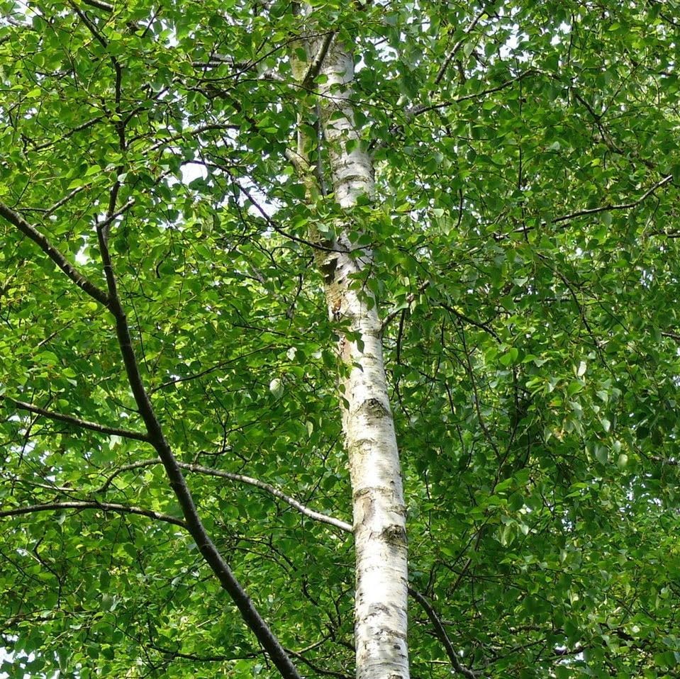 Silver Birch Tree 3-4ft Tall, in 2L Pot, Stunning Winter Colour, Betula ...