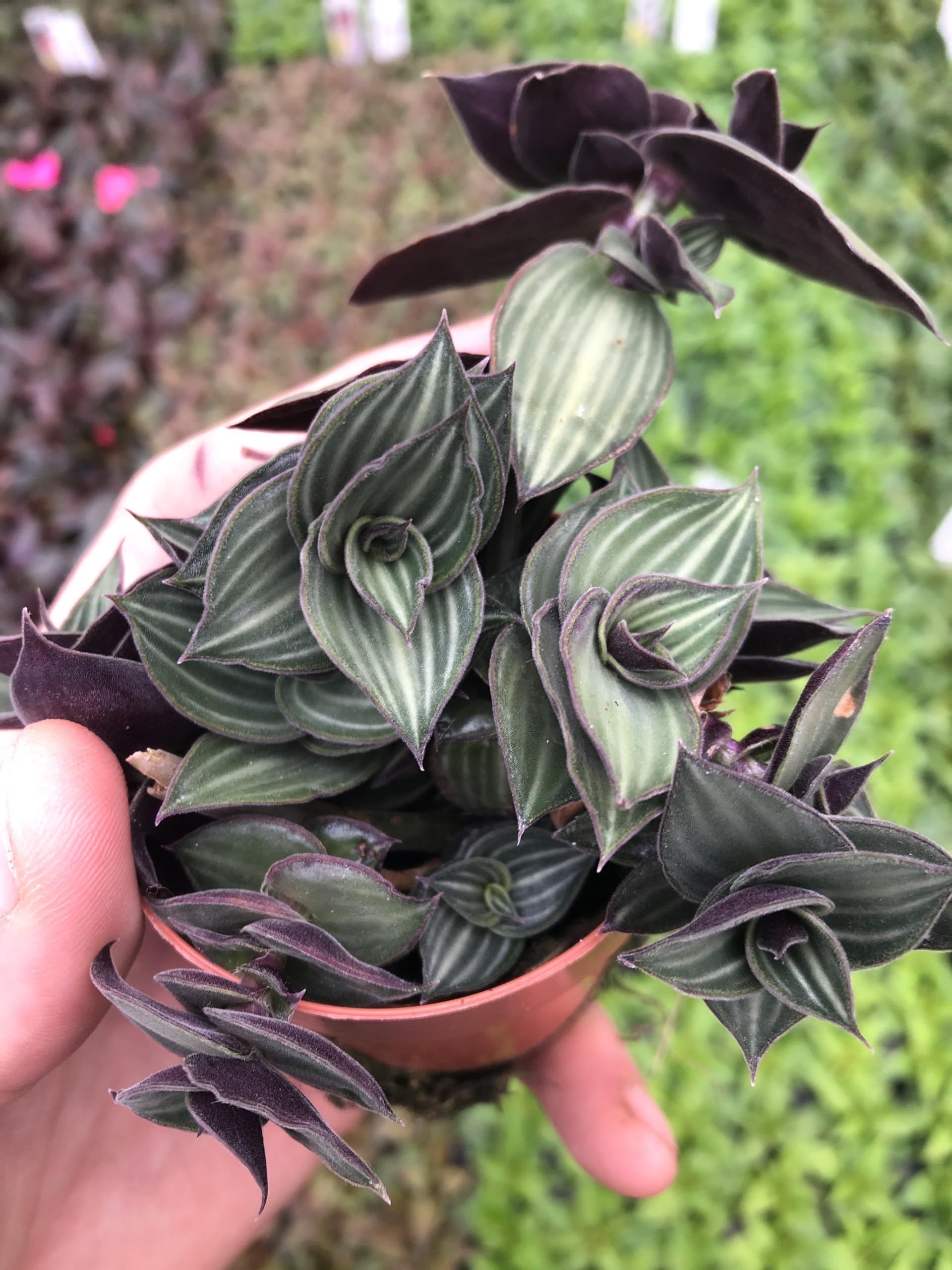 Amazon.com : Generic Tradescantia Jose Puig ~ Purple and neon Green ...