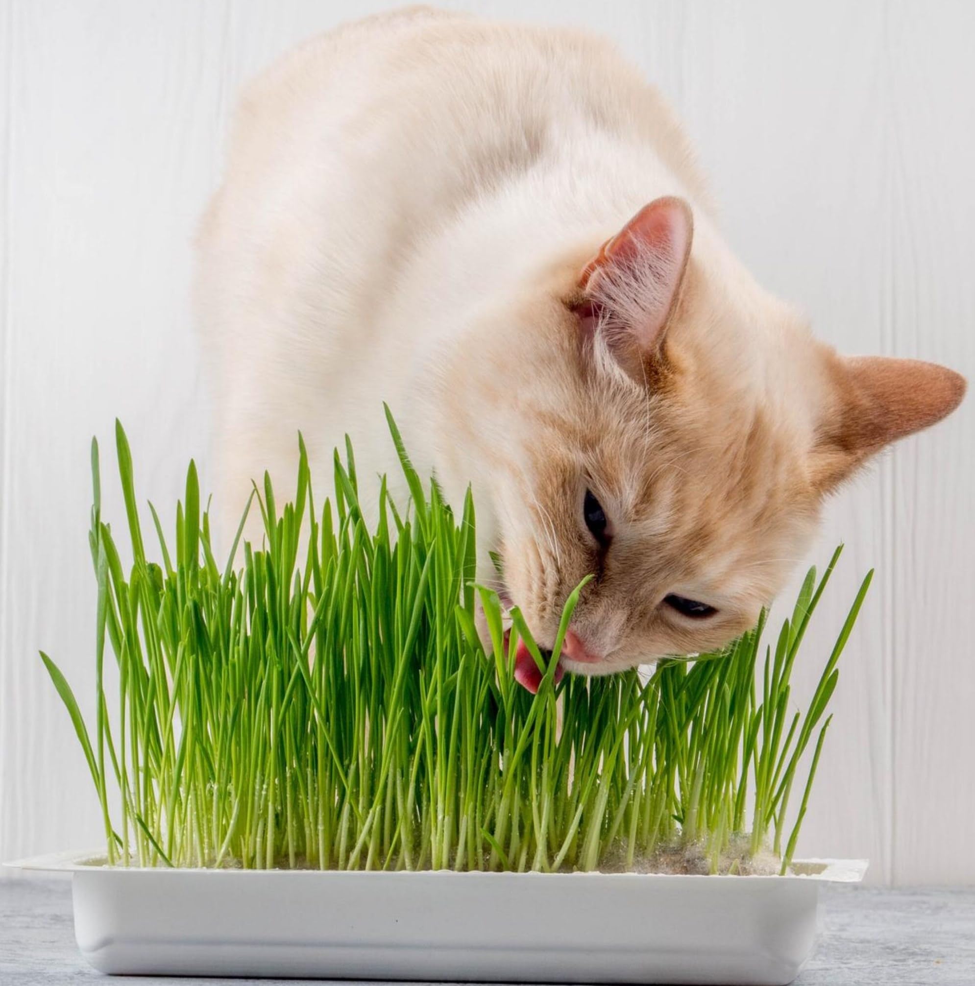 Amazon.com : KIRA SEEDS - Seeds Cat Grass - Vitamin Mix - Heirloom ...