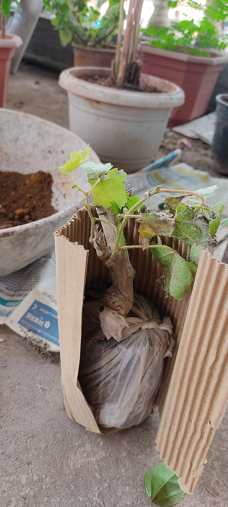 Plant House Seedless Grape Plants (Pack Of 2) - Live Plants With Pots ...