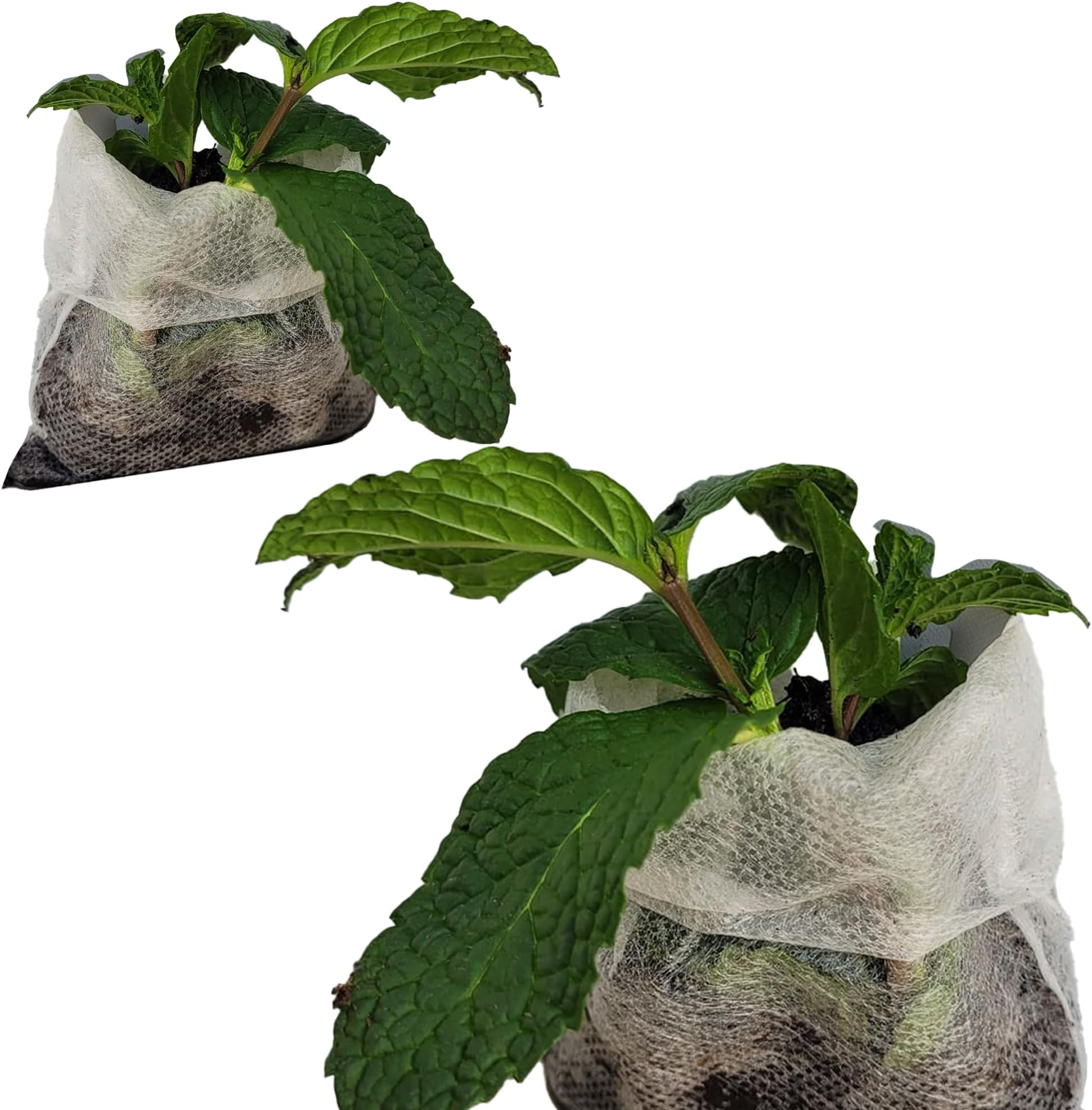 Amazon.com : Set 2 Moringa Trees, Moringa Live Plants, Moringa Plants ...