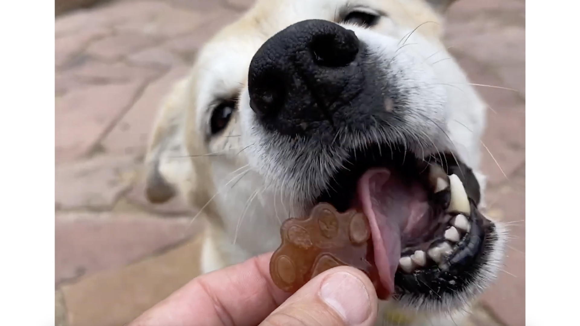 Trypophobia Dog