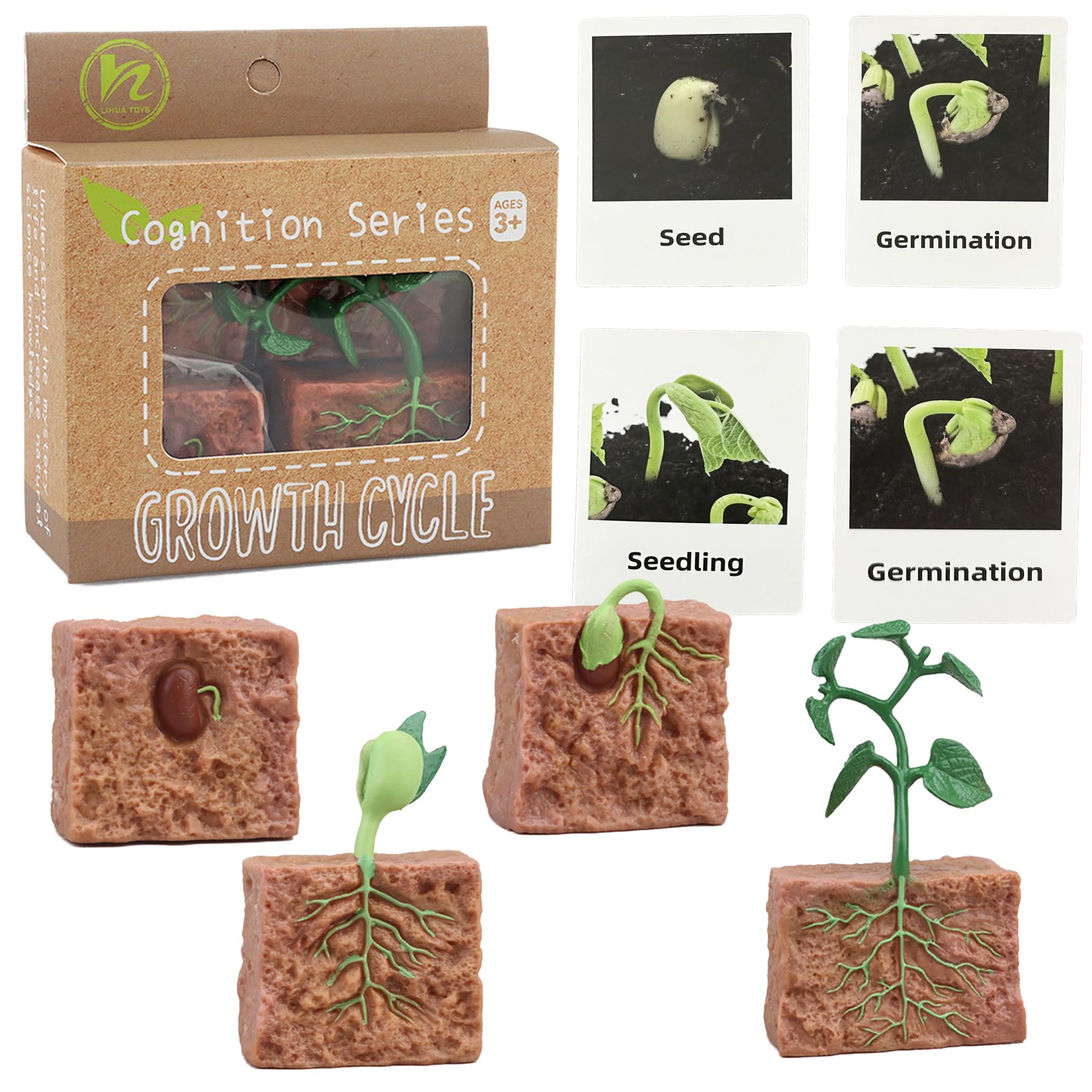 Amazon.com: Mbrain 4 pcs Plant Growth Cycle with Flash Cards,Life Cycle ...