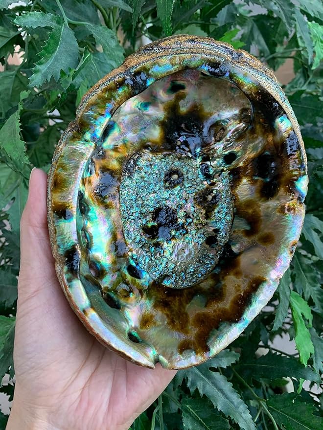 Amazon.com: Abalone Shell, Seashell Incense Burner, Smudge Bowl for ...