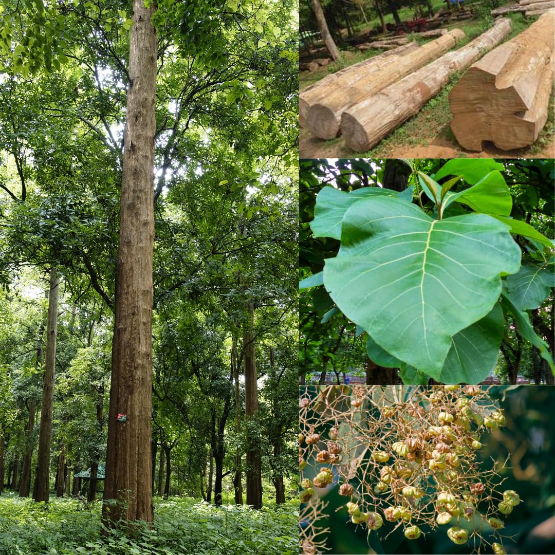 Teak Tree Leaf Image Of Teak Wood Leaf IR555199 Picxy