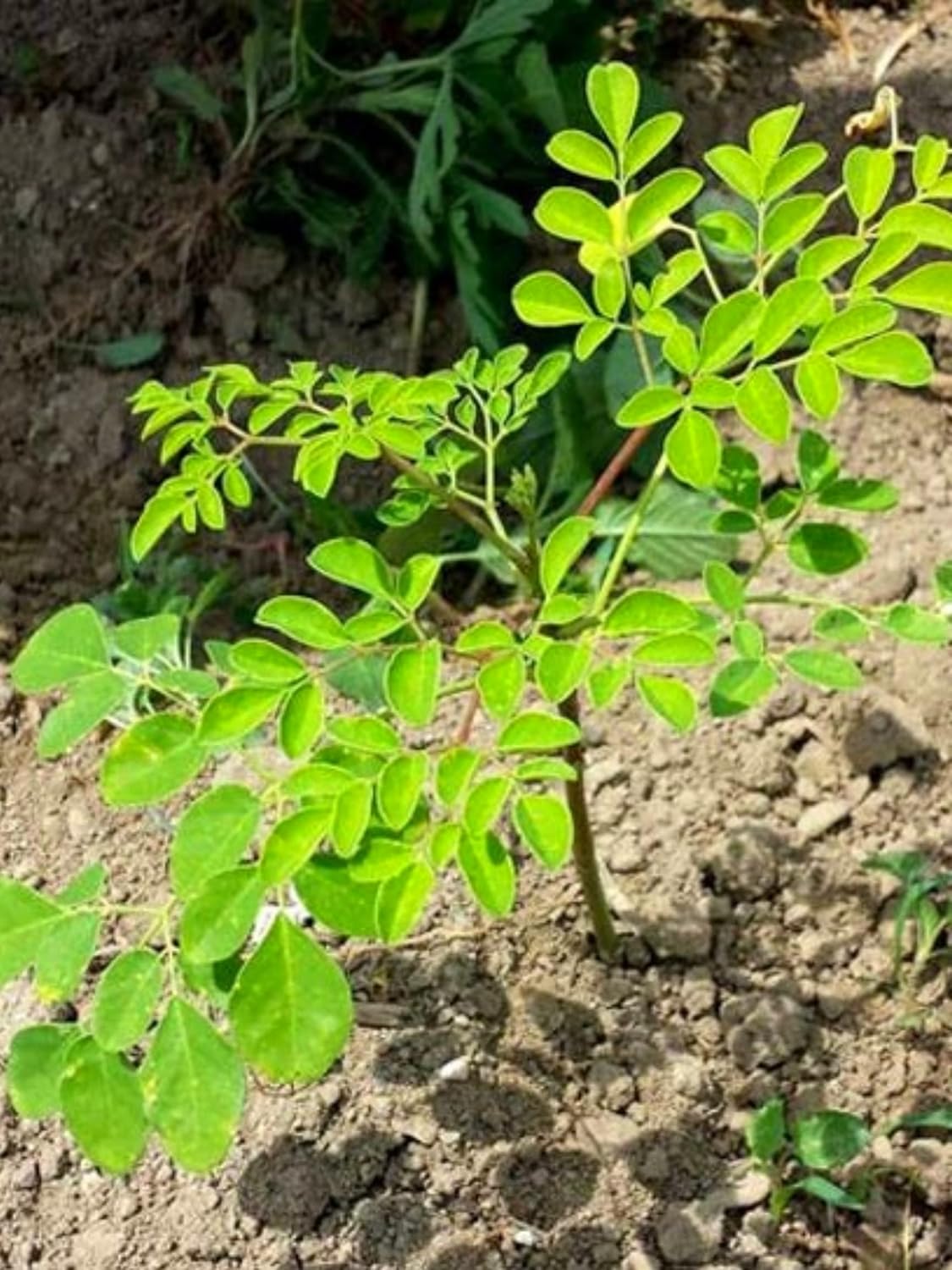 Amazon.com : 2 Moringa Tree Plants Live, Moringa Oleifera Tree Plant, 6 ...