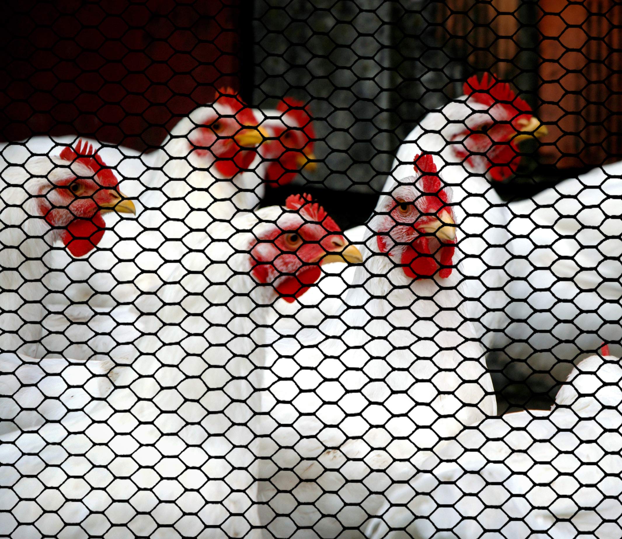 Snapklik.com : Boen Plastic Hex Chicken Wire Mesh Temporary Fence Roll