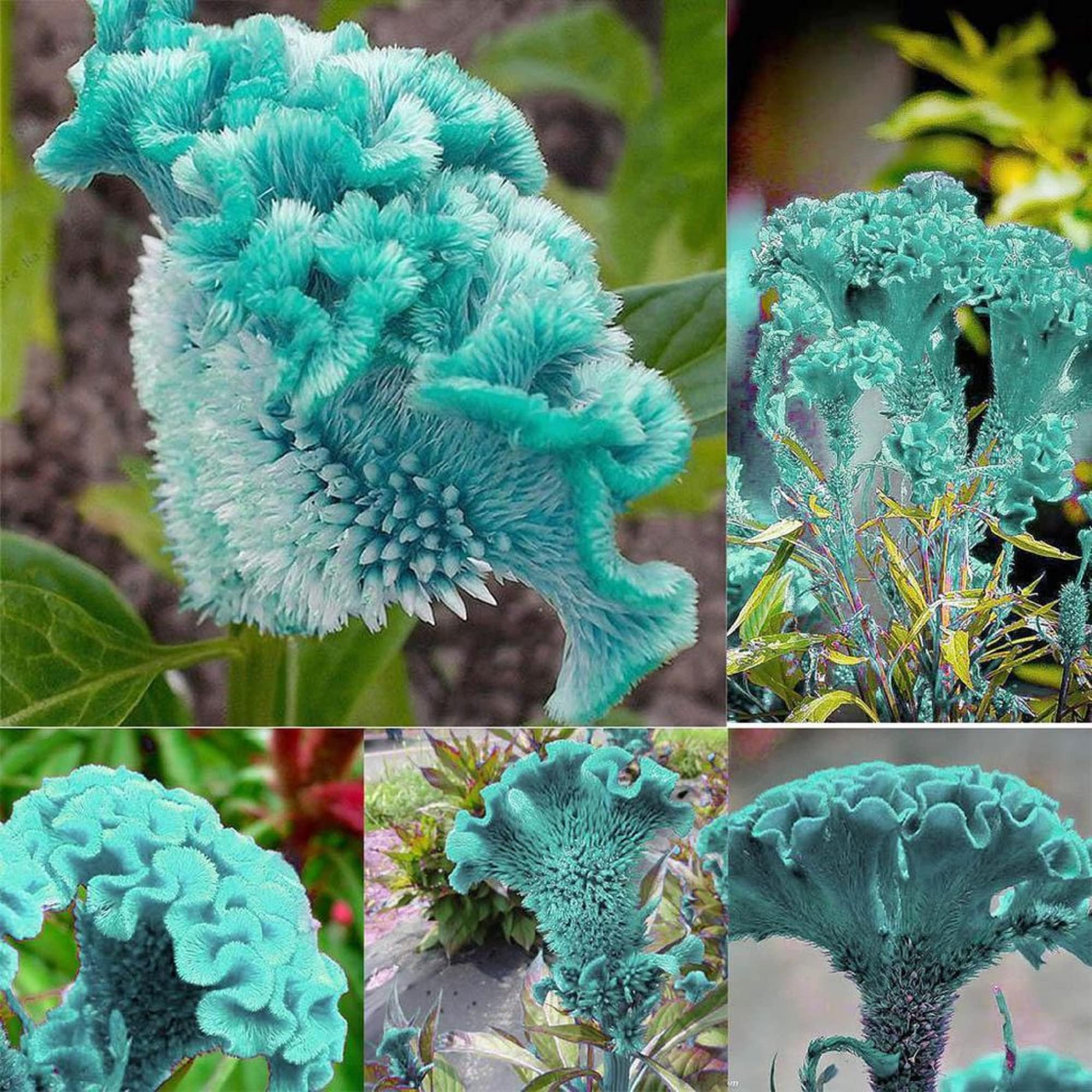 Amazon.com : CHUXAY GARDEN Blue Crested Cockscomb Seed 50 Seeds Rare ...