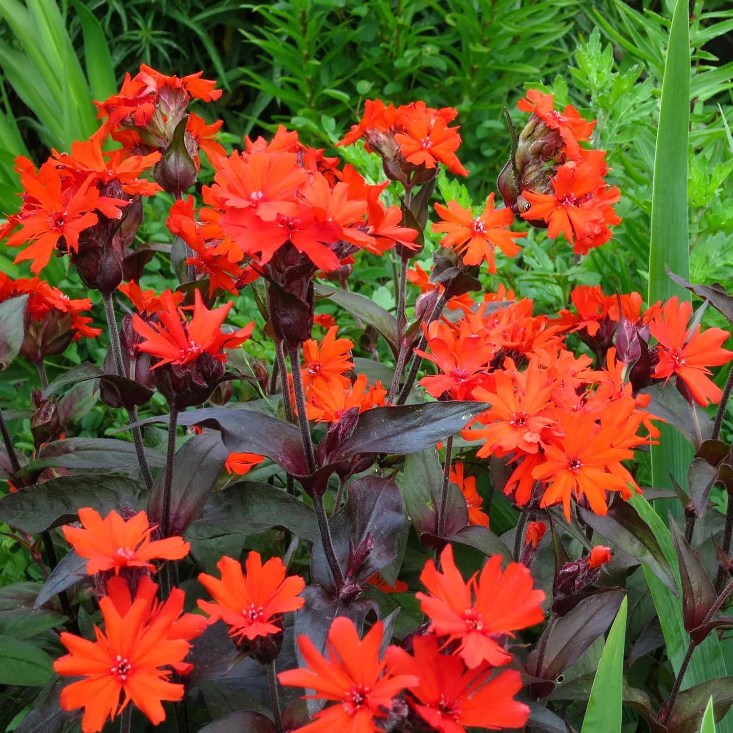 Amazon.com : Eden Brothers Arkwright's Campion Seeds - Vesuvius : Patio ...