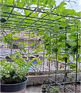 Amazon.co.jp: "Cucumber Trellis" Garden Square Grape Pumpkin Shelf ...