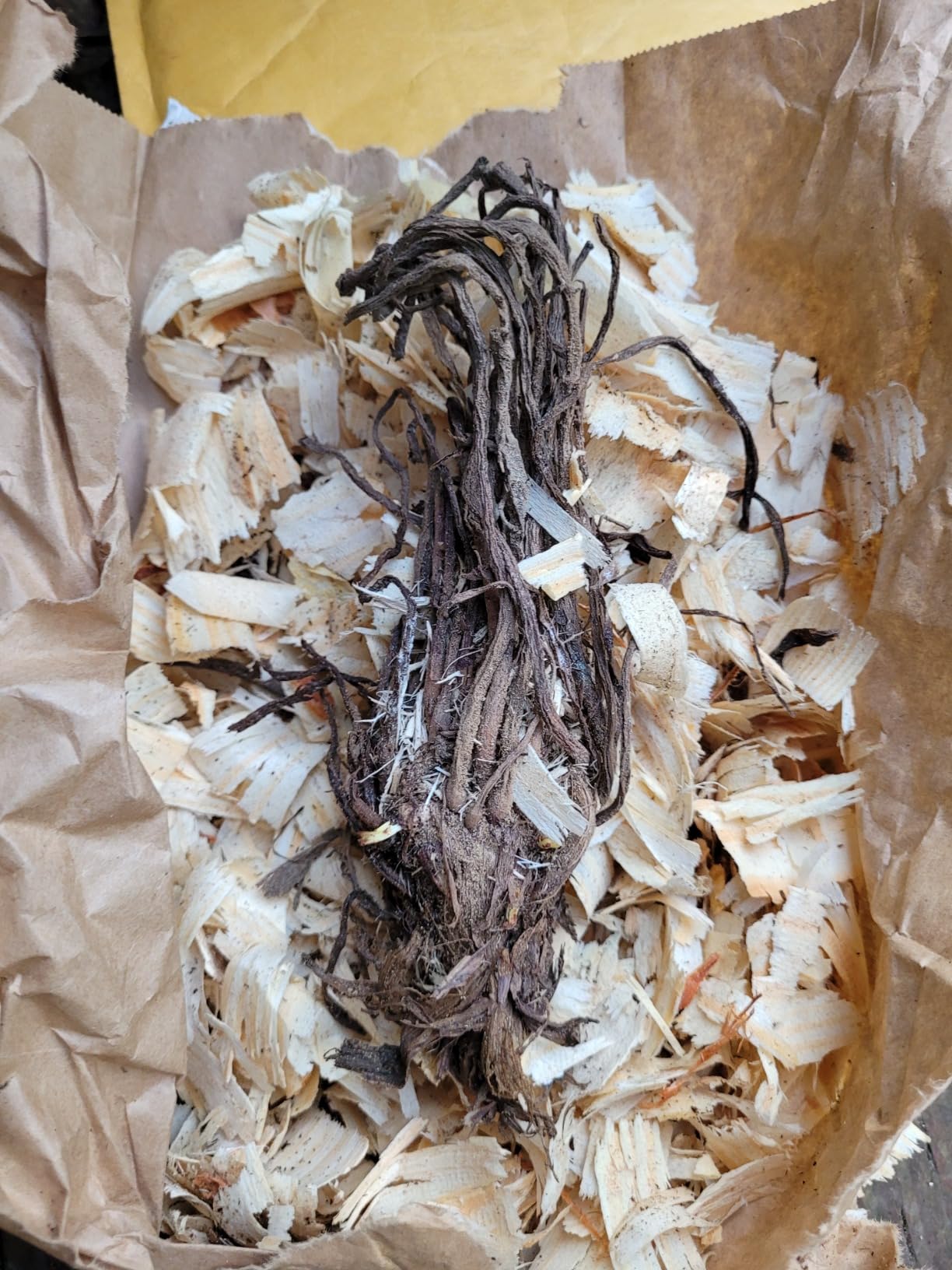 Amazon.com : Votaniki Joker's Wild Red Hot Poker Bulbs - Long Lasting ...