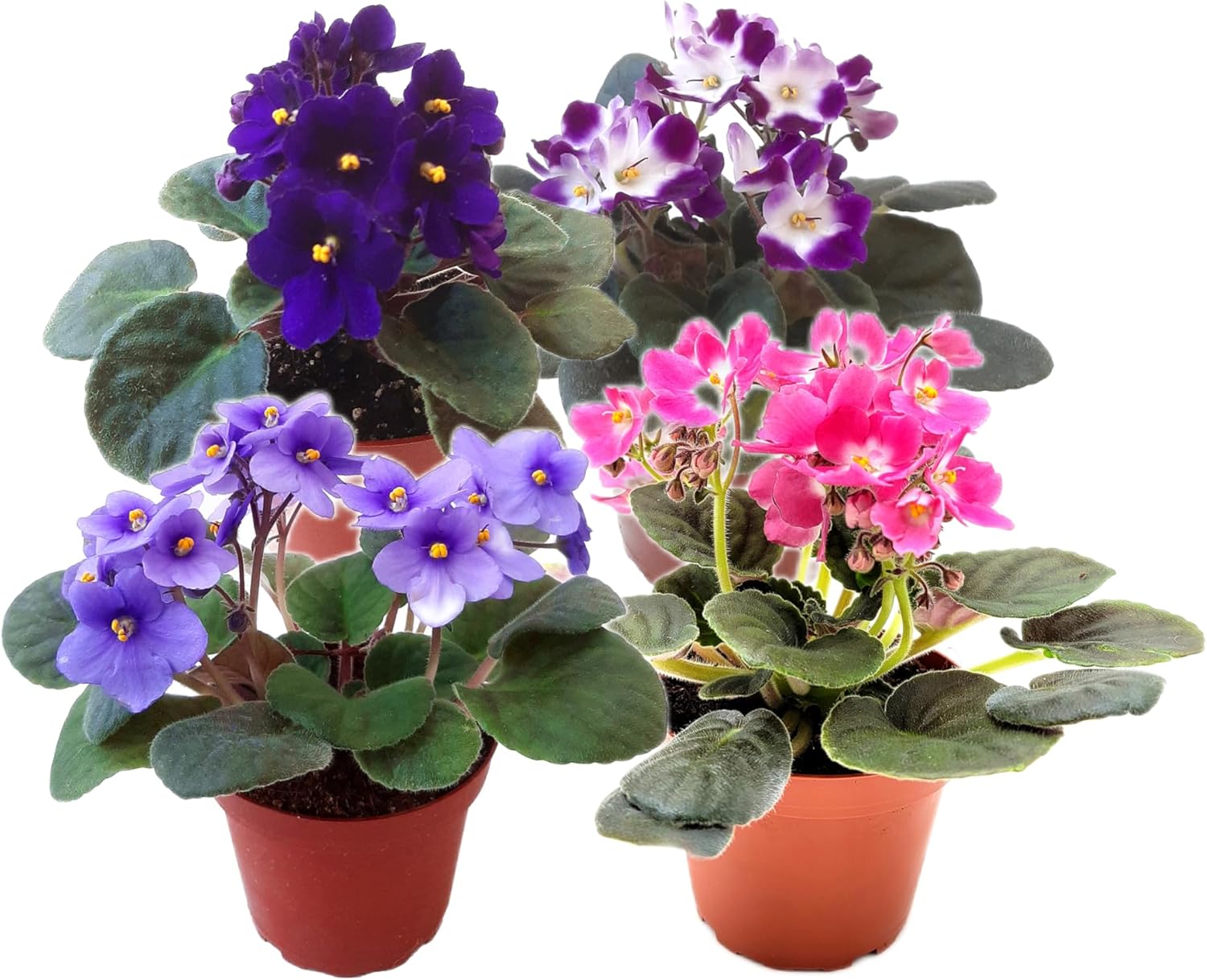 Amazon.com : 4-Pack of 4” Pots African Violets, Saintpaulia ionantha ...