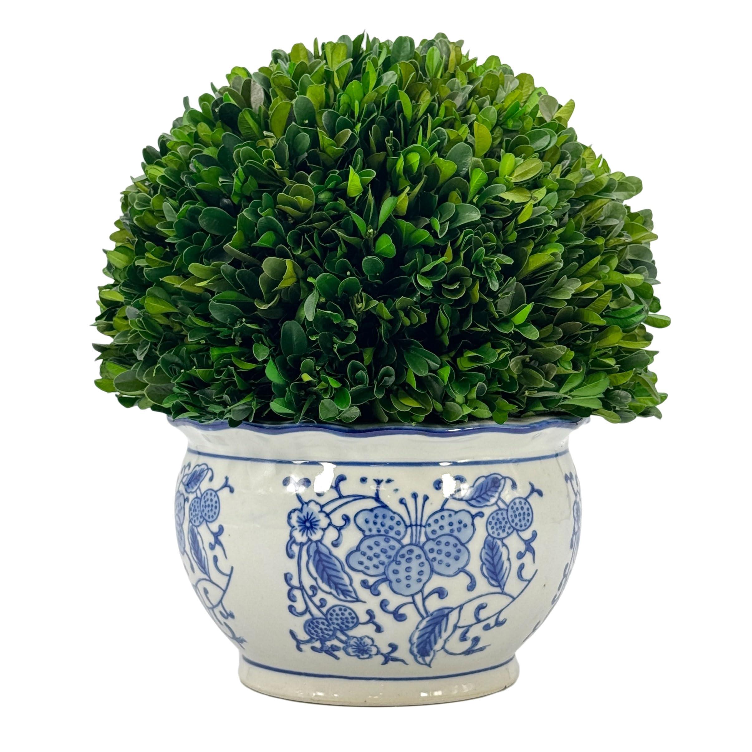 Amazon.com - Galt International 11" Naturally Preserved Real Boxwood ...