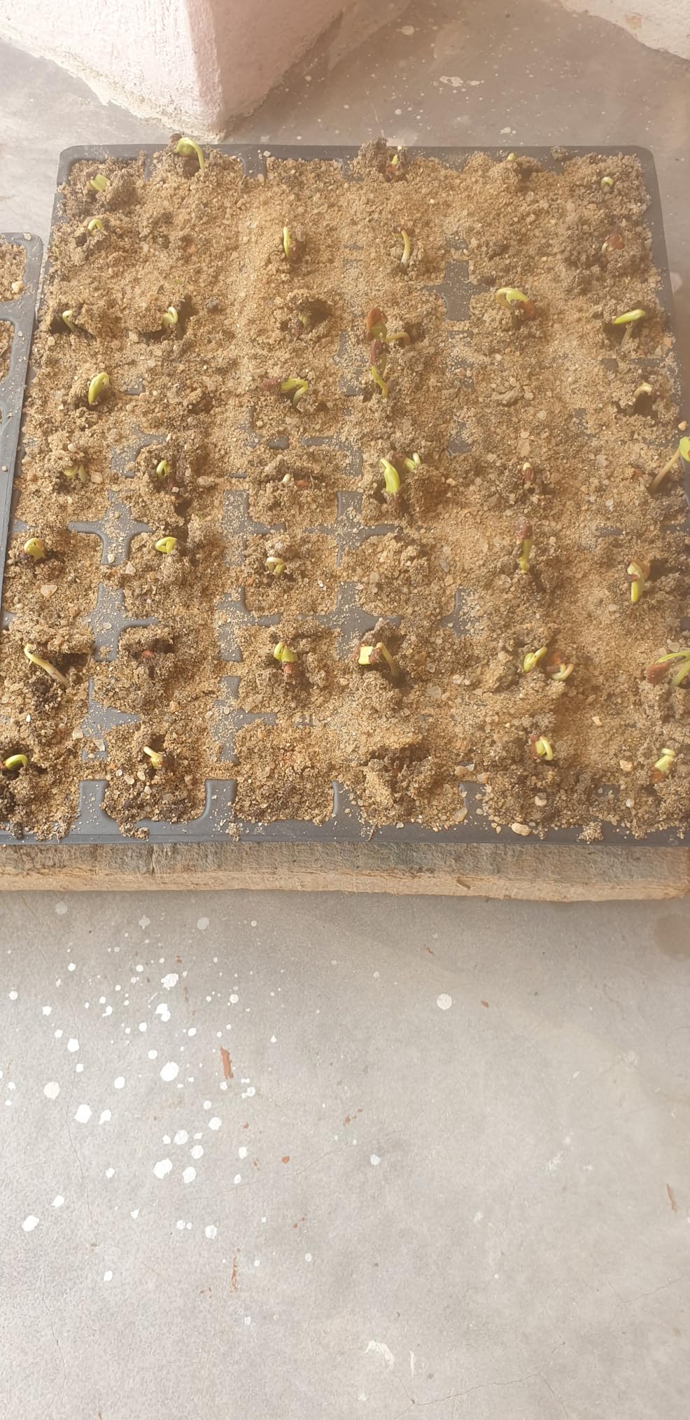 SRI SAI FORESTRY - Sesbania Grandiflora Seeds - HumingBird, Agati Tree ...