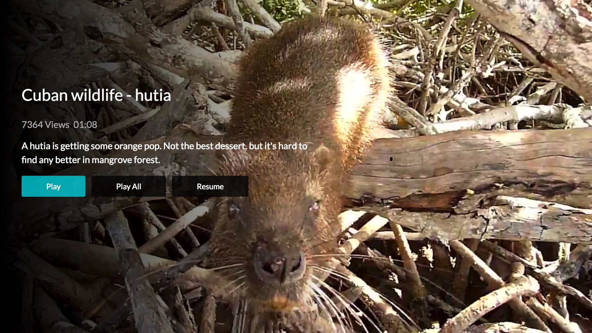 The Cuba Channel - App on Amazon Appstore