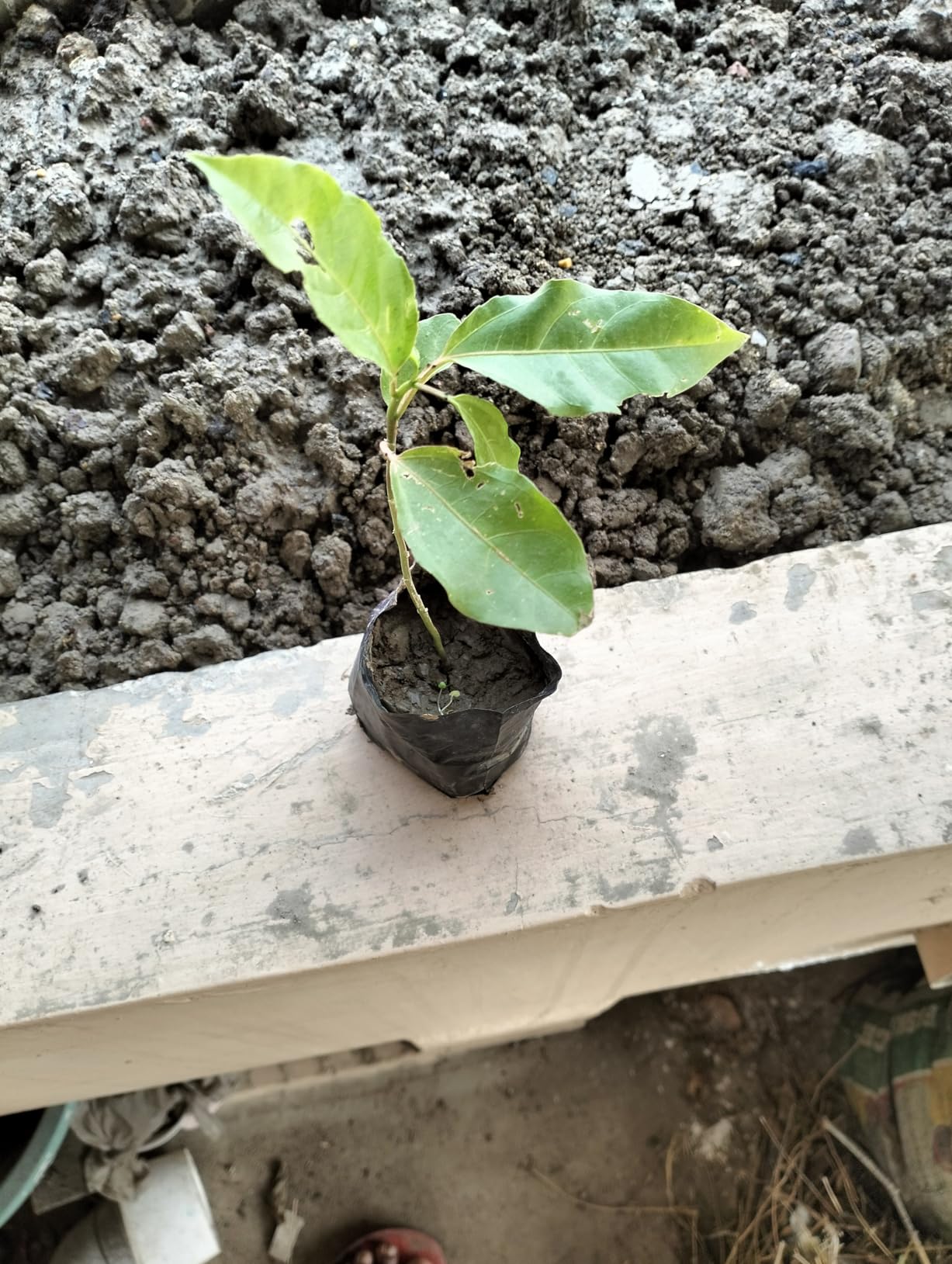 The Gifti® Rare Violet Honey Hybrid Passion Fruit: A Sensational ...