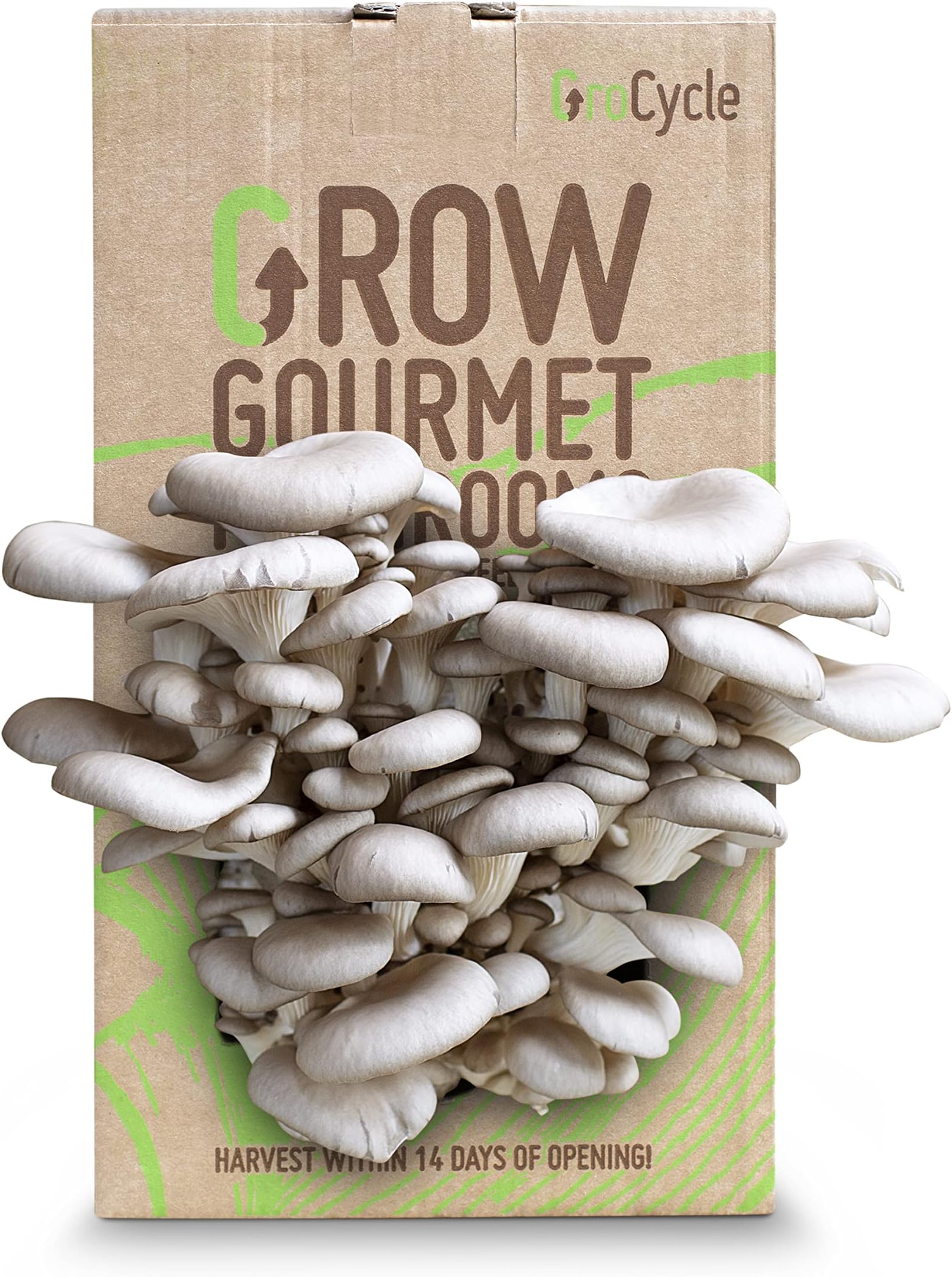 Carbeth Plants Mushroom Growing Kit - Grow Your Own Brown Button ...