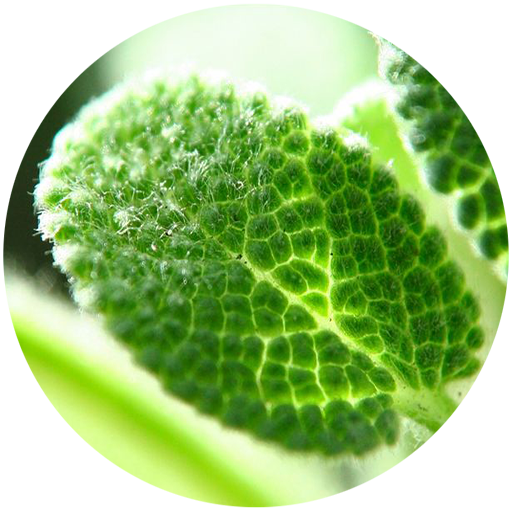 Benefits of Sage - App on Amazon Appstore