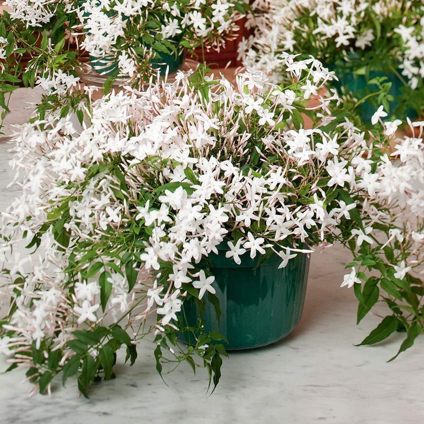 Go4plants Rare Juhi, Jasminum Auriculatum live flower Plant with pot : Amazon.in: Garden & Outdoors