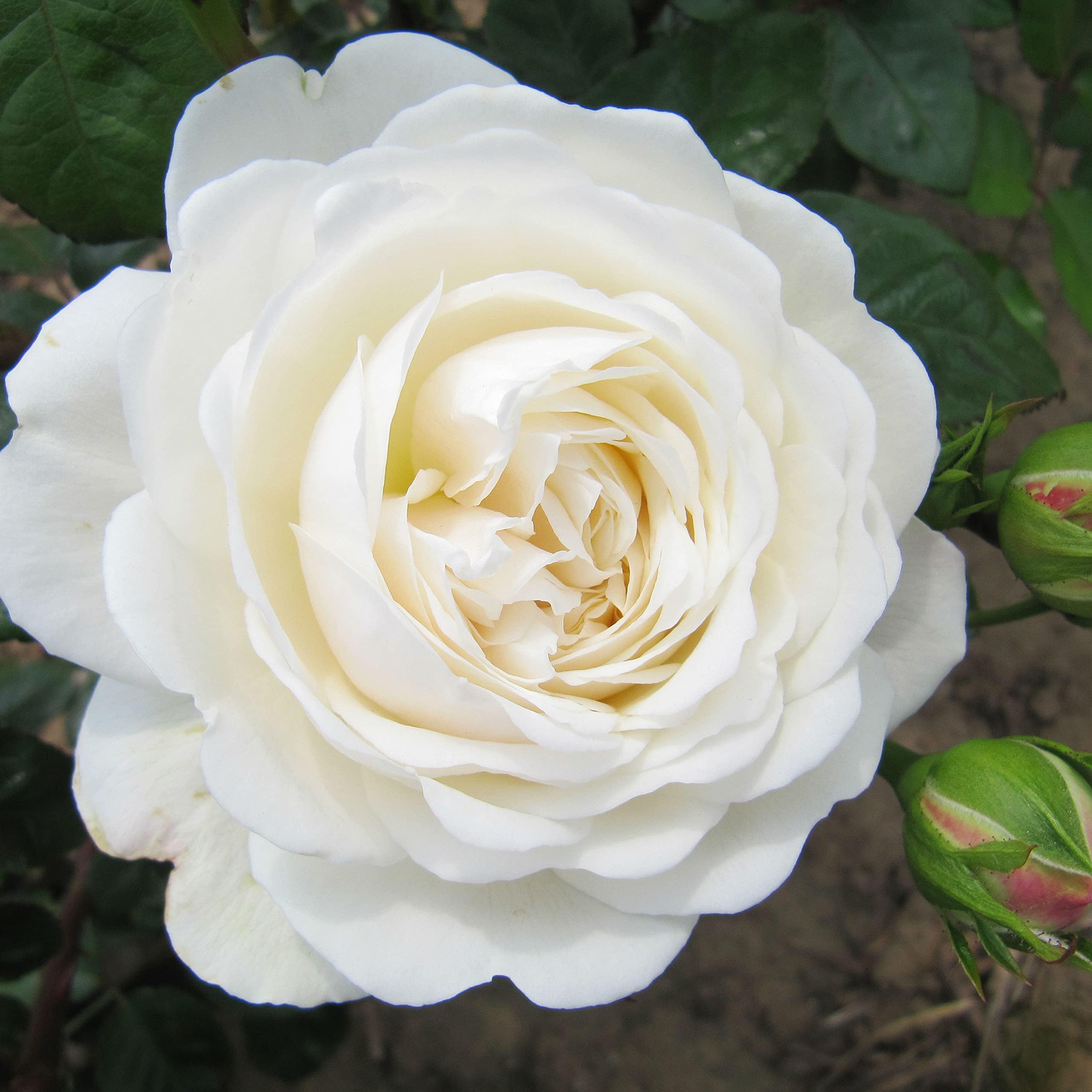 Bathsheba - 5.5lt Potted David Austin English Climbing Garden Rose ...